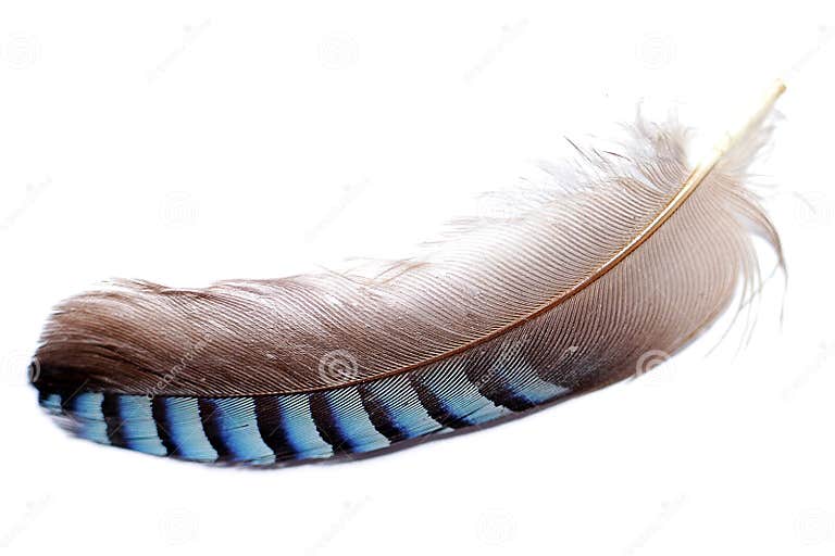 Feather of a bird stock image. Image of barb, macro, rachis - 27709999