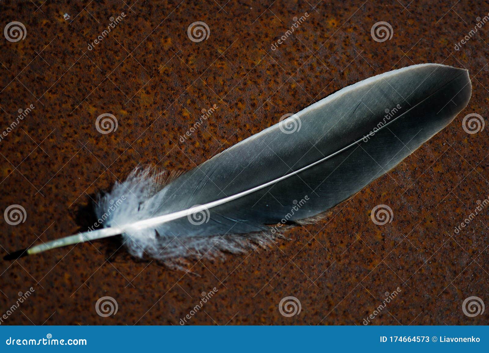 Feather of a Bird Fallen on Rusty Metal. Iron. Rust. Background Stock ...