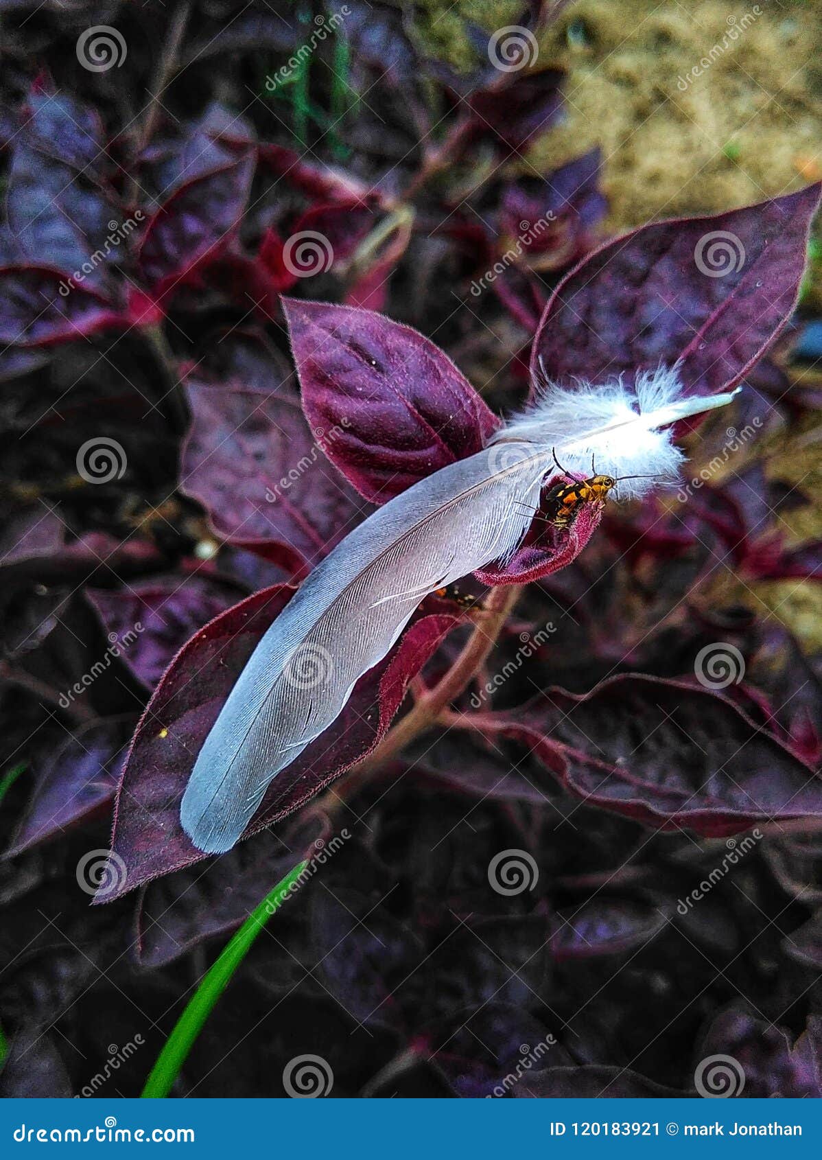 Feather bird with insect stock image. Image of purple - 120183921