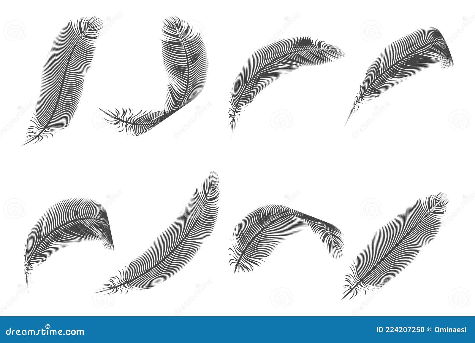 Feather, Bird Feathers, SVG, DXF, PNG, Cricut, Silhouette Cameo, EPS ...