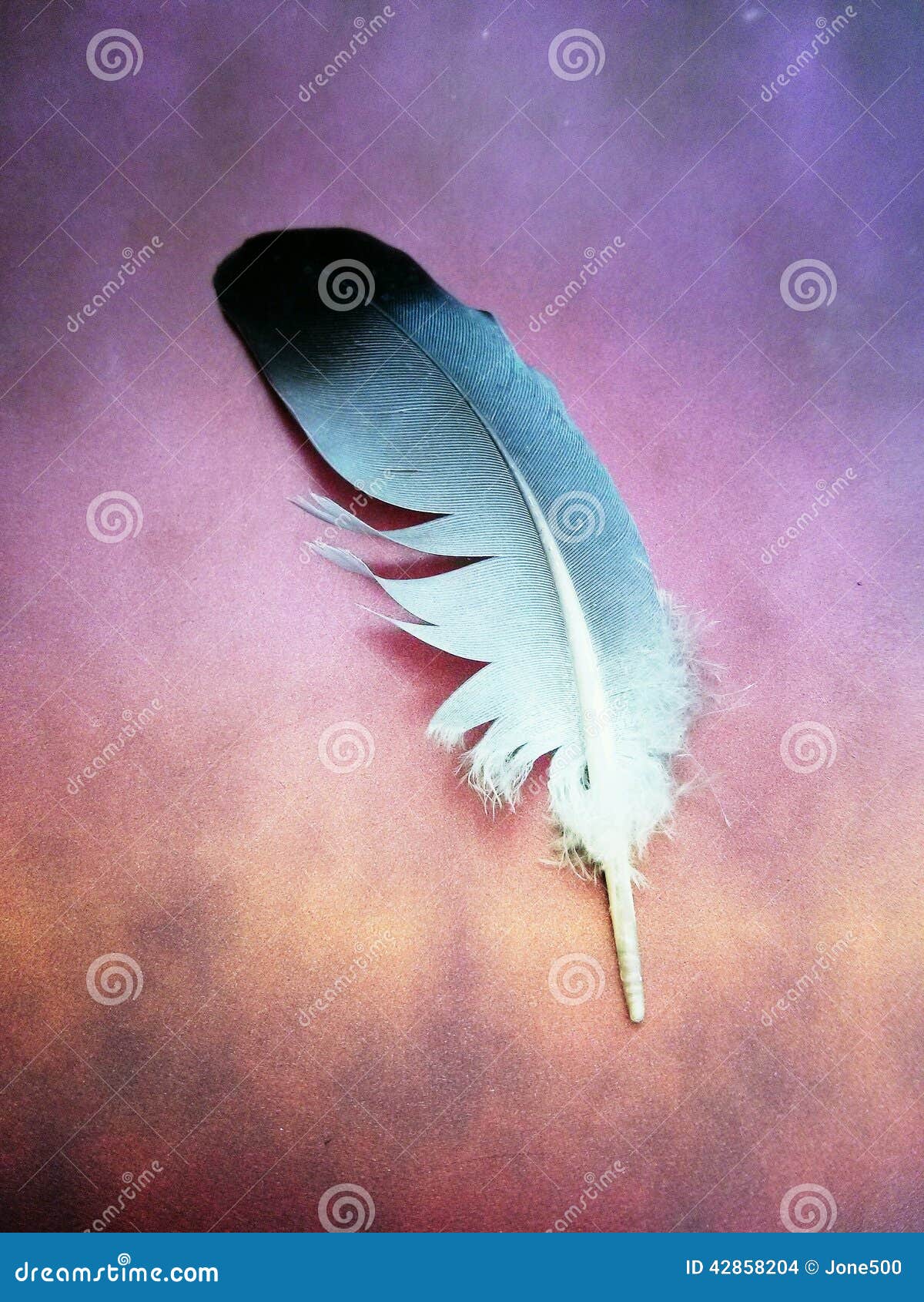 Feather of bird stock photo. Image of plumage, bird, plume - 42858204