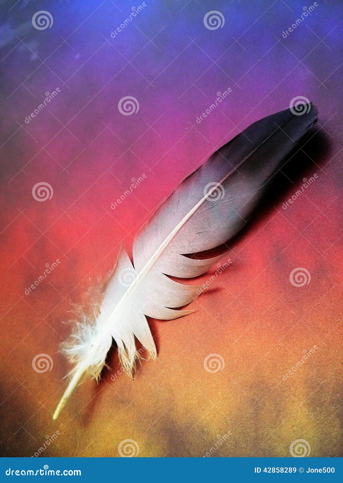 Feather of bird stock image. Image of phenomenon, plumage - 42858289