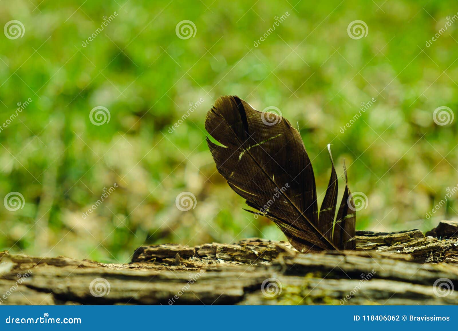 Feather of Bird, Stuck in Bark of Tree. Lightweight Concept Stock Photo ...