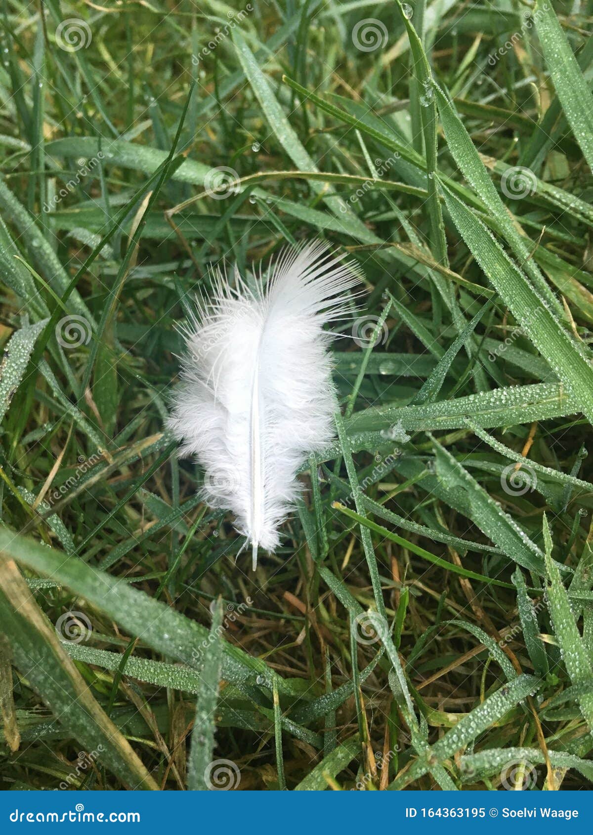 Feather from a bird, white stock image. Image of norway - 164363195