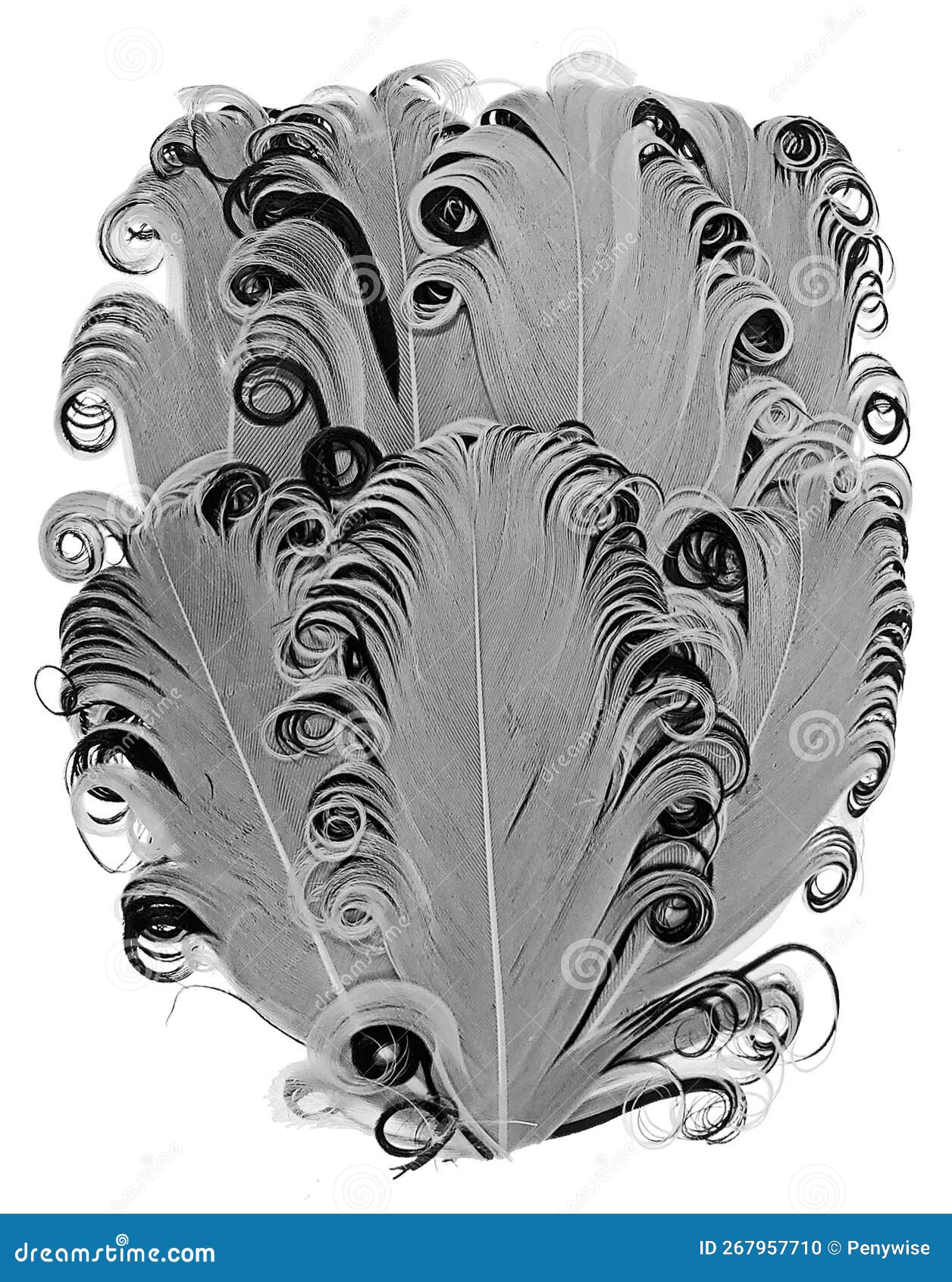 Feather of Black and White Curls Stock Photo - Image of fuzzy, float ...