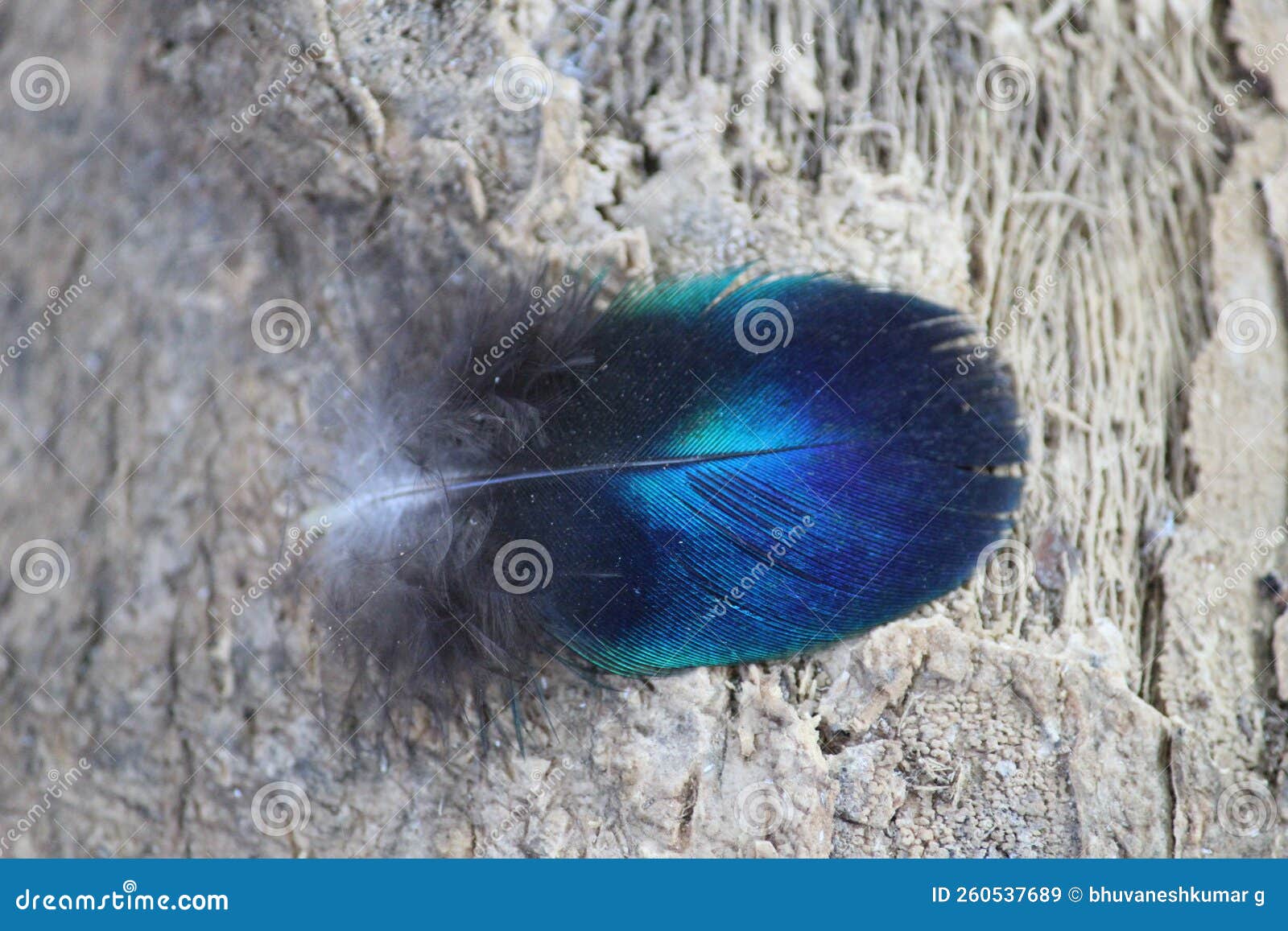Feather of a blue bird stock image. Image of wing, invertebrate - 260537689