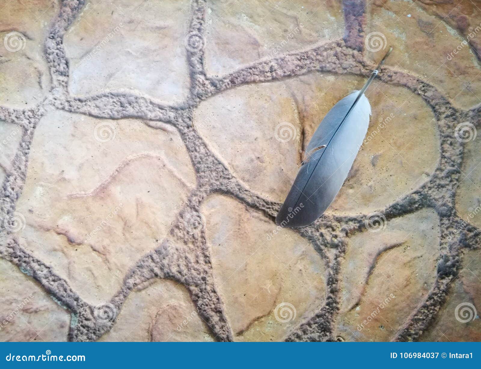 Feather on Brown Stone Texture Floor. Stock Image - Image of left, gray ...
