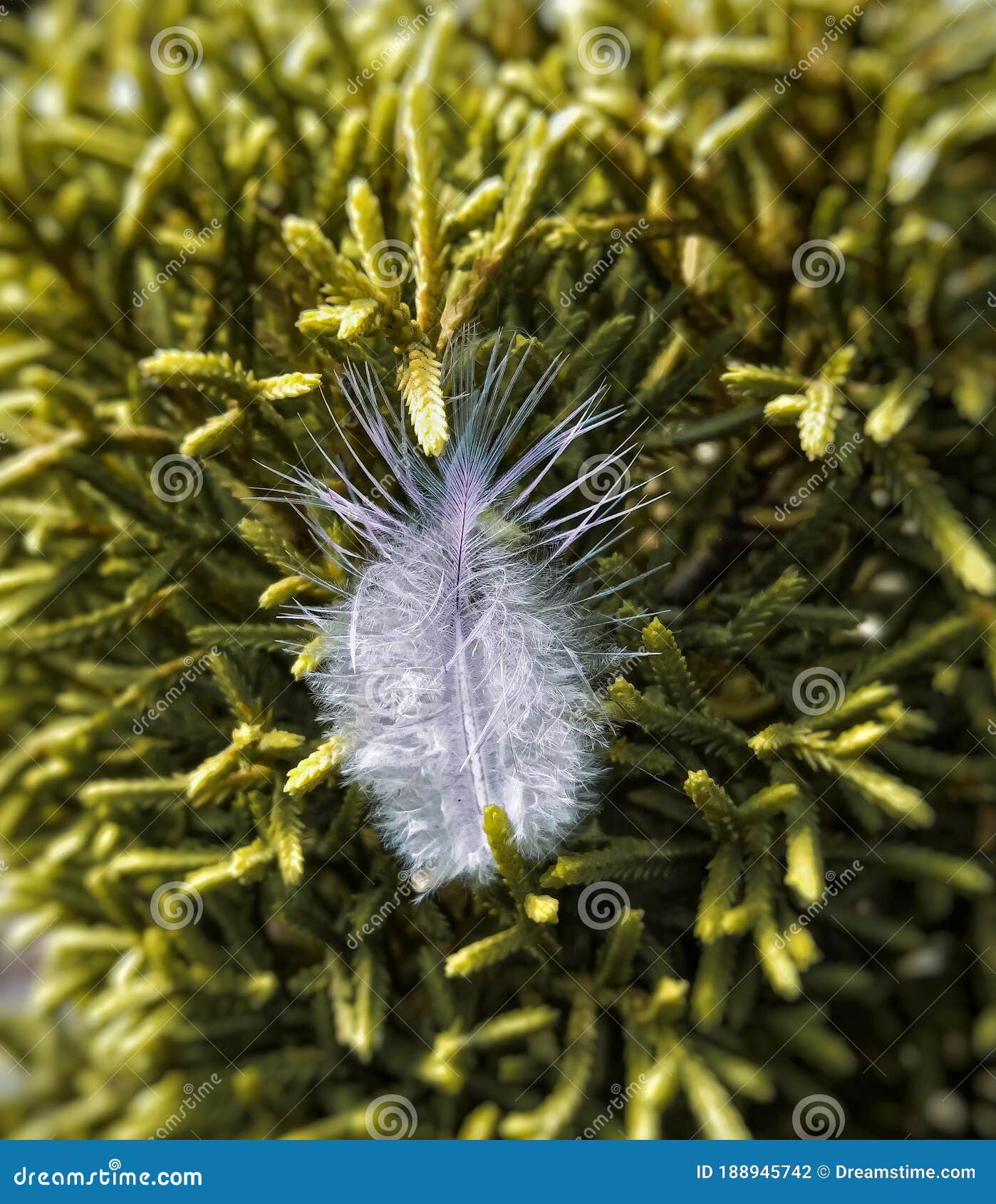A feather in a bush stock photo. Image of plant, green - 188945742