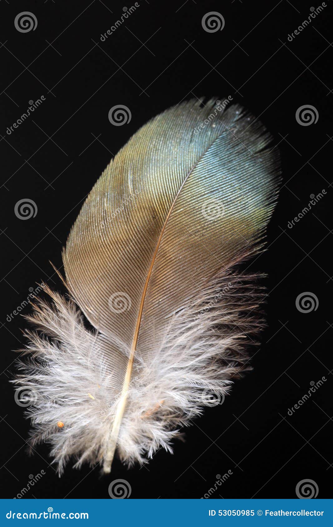 Feather of Chestnut-winged Cuckoo Stock Image - Image of close, halcyon ...