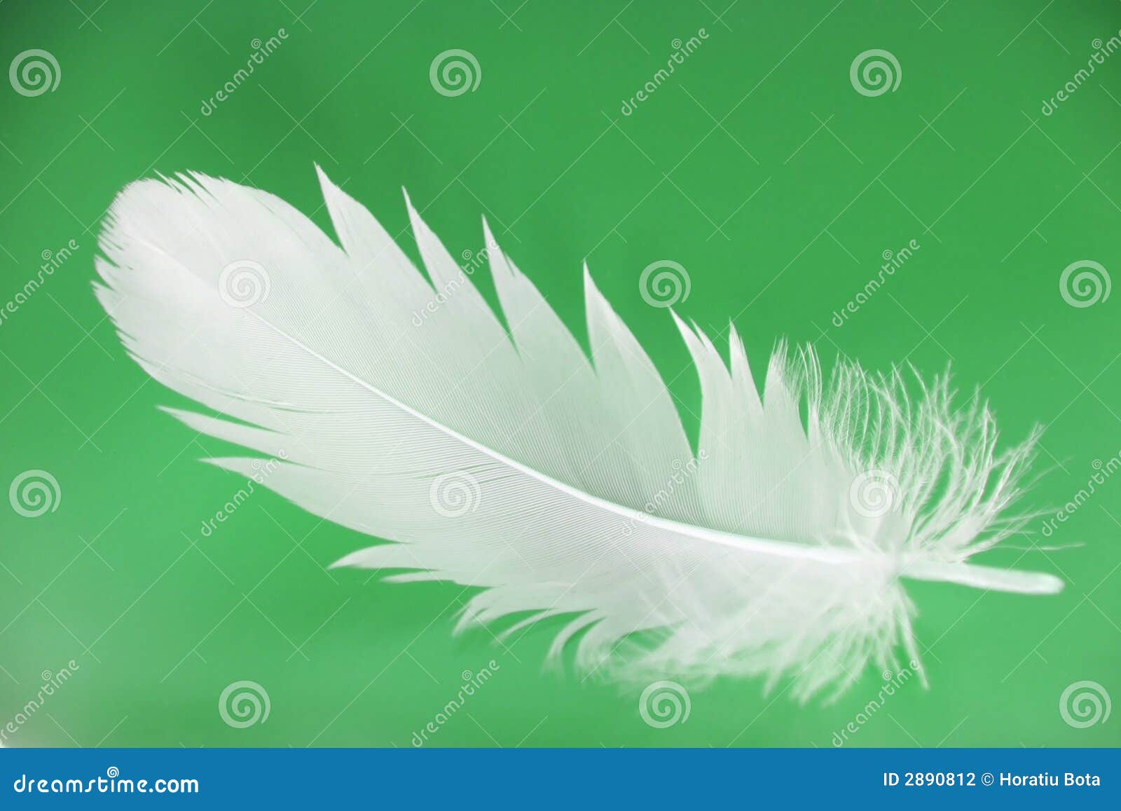 Feather close-up stock photo. Image of green, weightless - 2890812