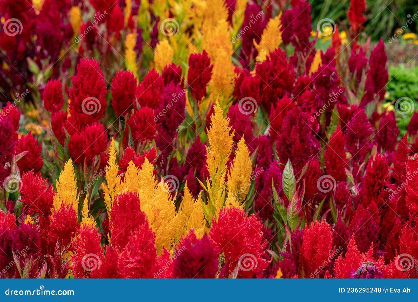 Feather Cockscomb Multicolored - Red, Yellow Background. the Concept of ...