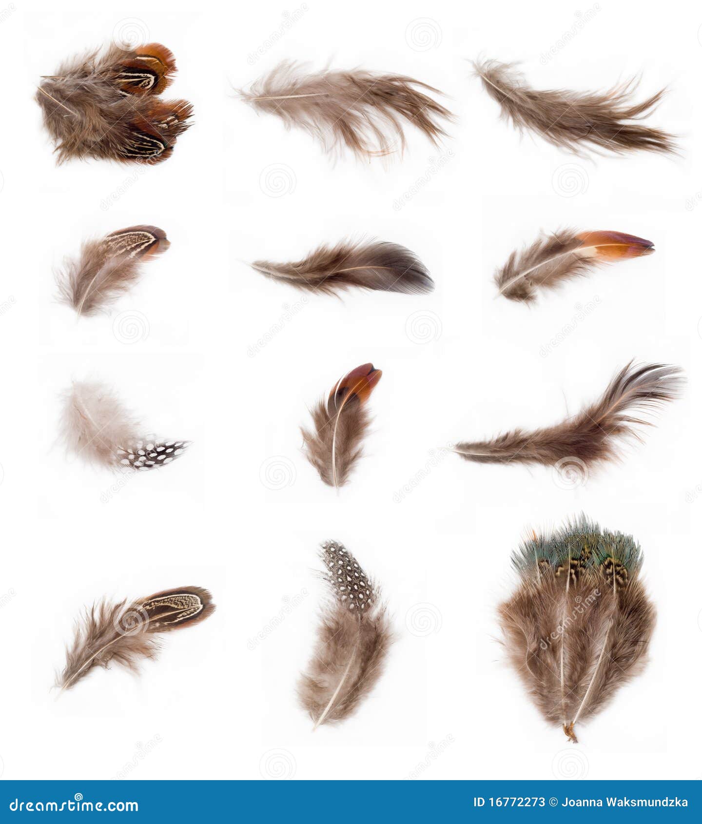 Feather Collection stock image. Image of feather, isolated - 16772273