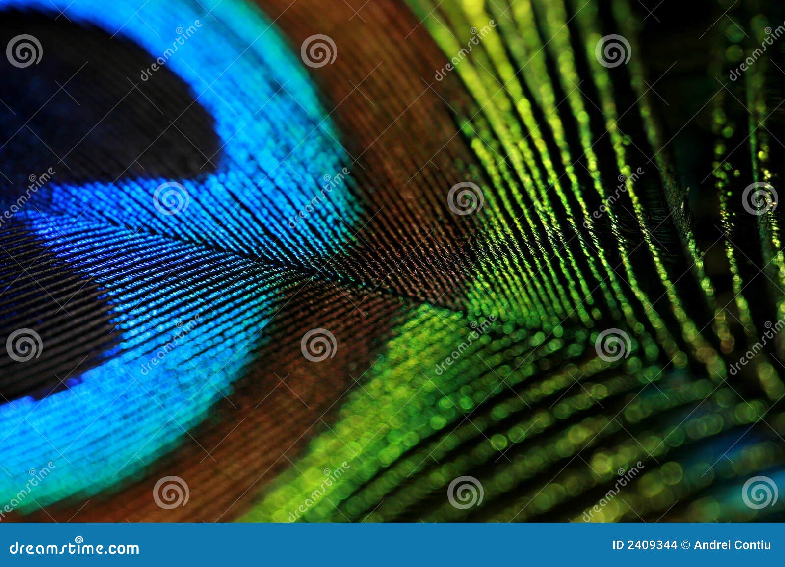 Feather colors stock photo. Image of color, green, feather - 2409344