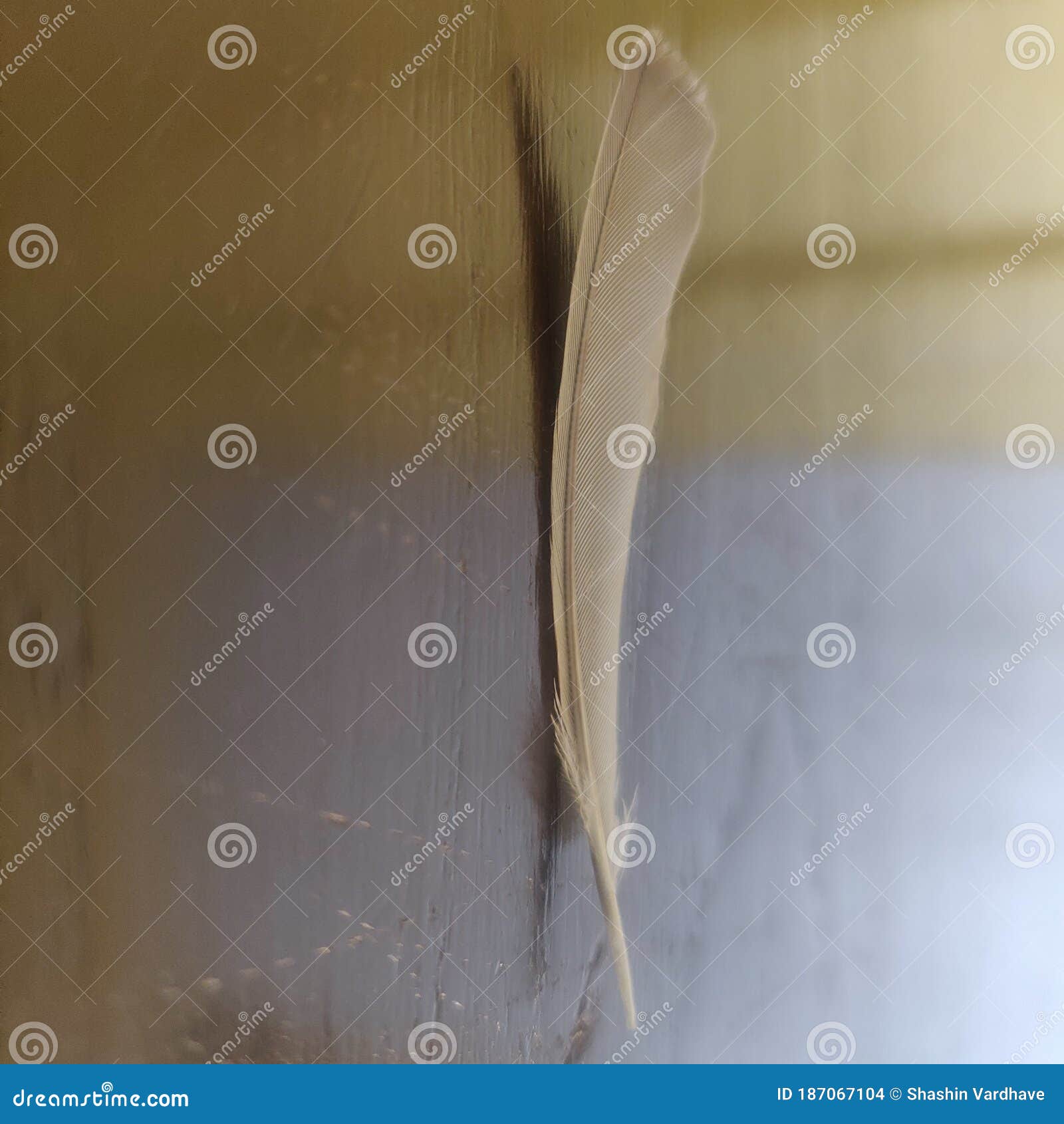 Feather of Common Indian City Dove Stock Photo - Image of indian ...