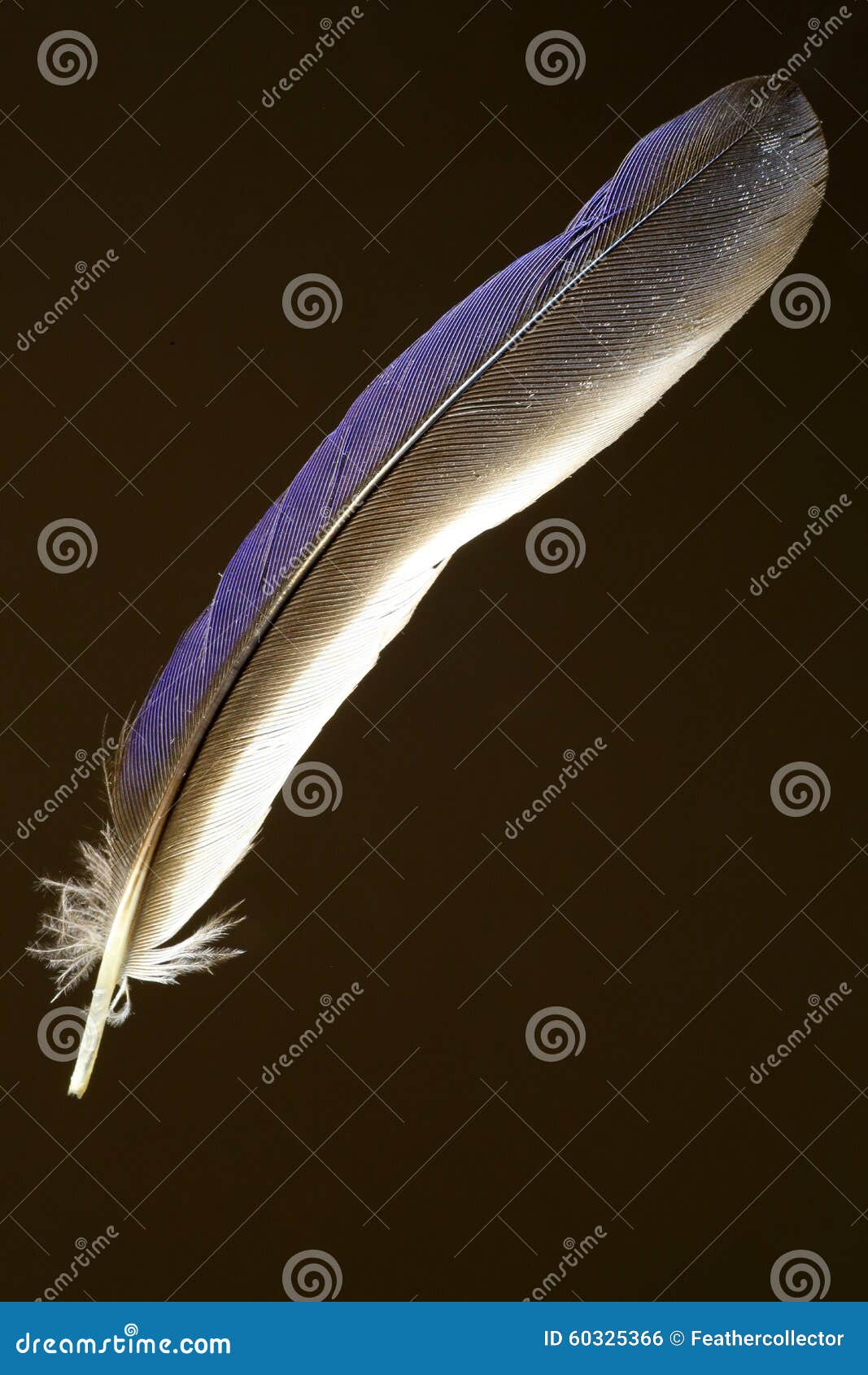 Feather of Common Paradise Kingfisher Stock Photo - Image of paradise ...