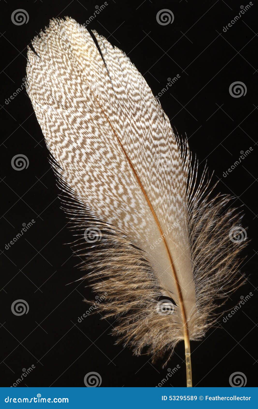 Feather of Common Pochard stock image. Image of ferina - 53295589
