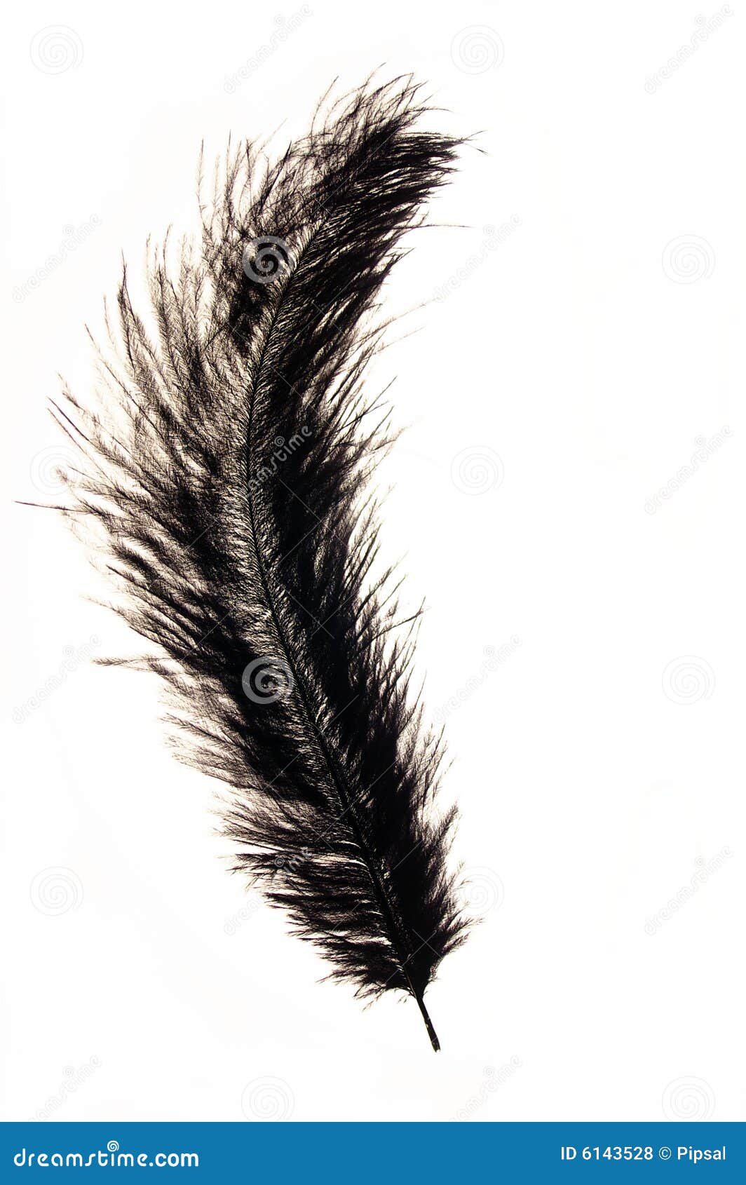 Feather curve stock photo. Image of write, white, feather - 6143528