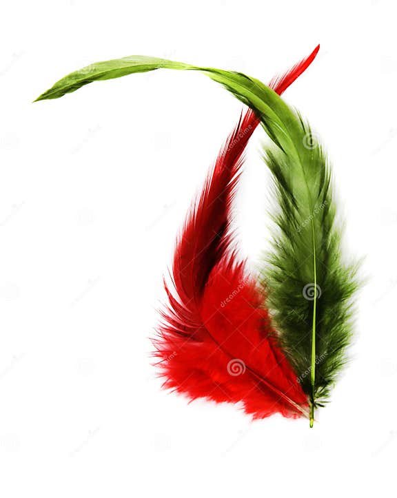 Feather dance stock photo. Image of flock, duster, flight - 870674