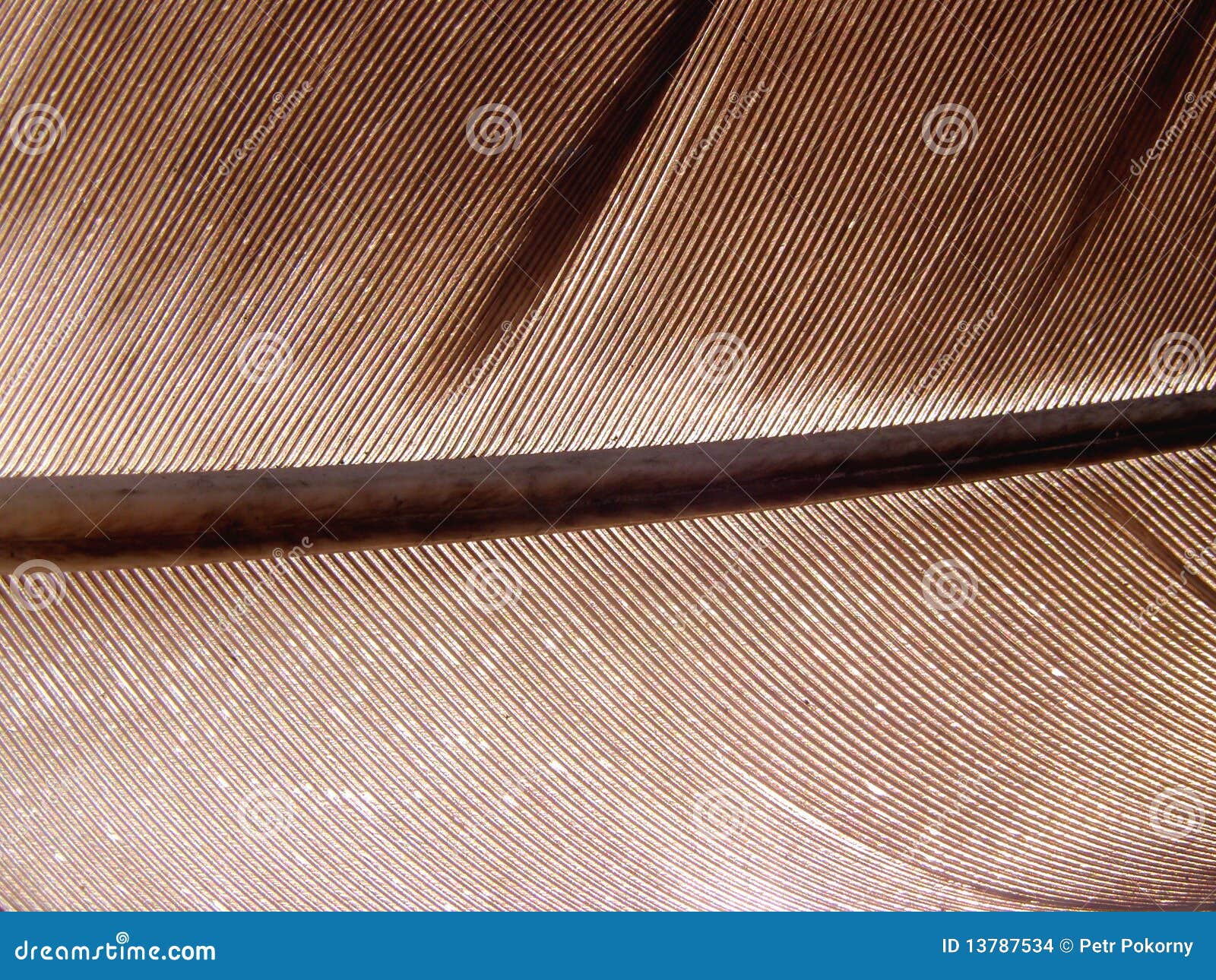 Feather detail design stock photo. Image of natural, good - 13787534