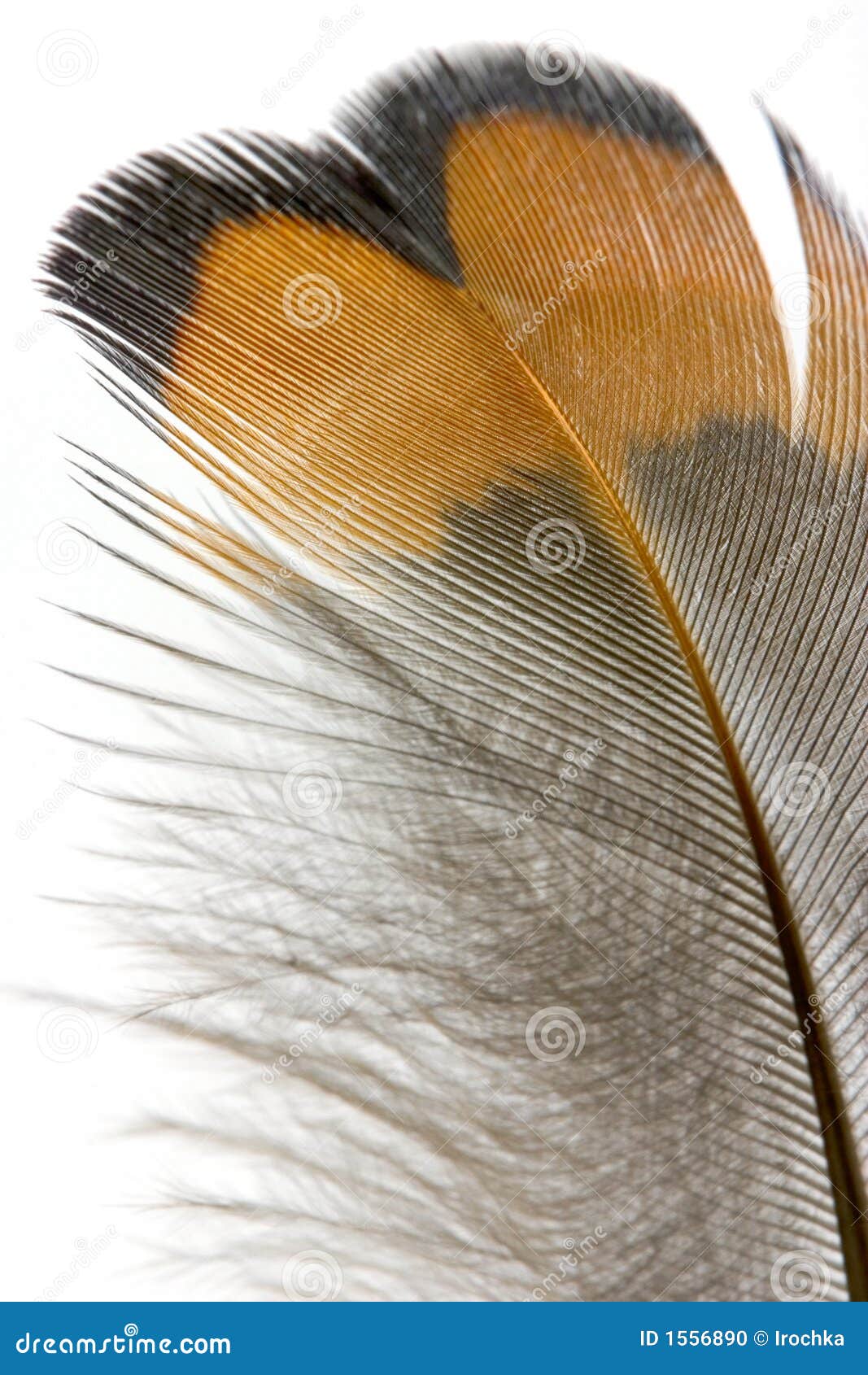 Feather details stock photo. Image of still, colors, black - 1556890