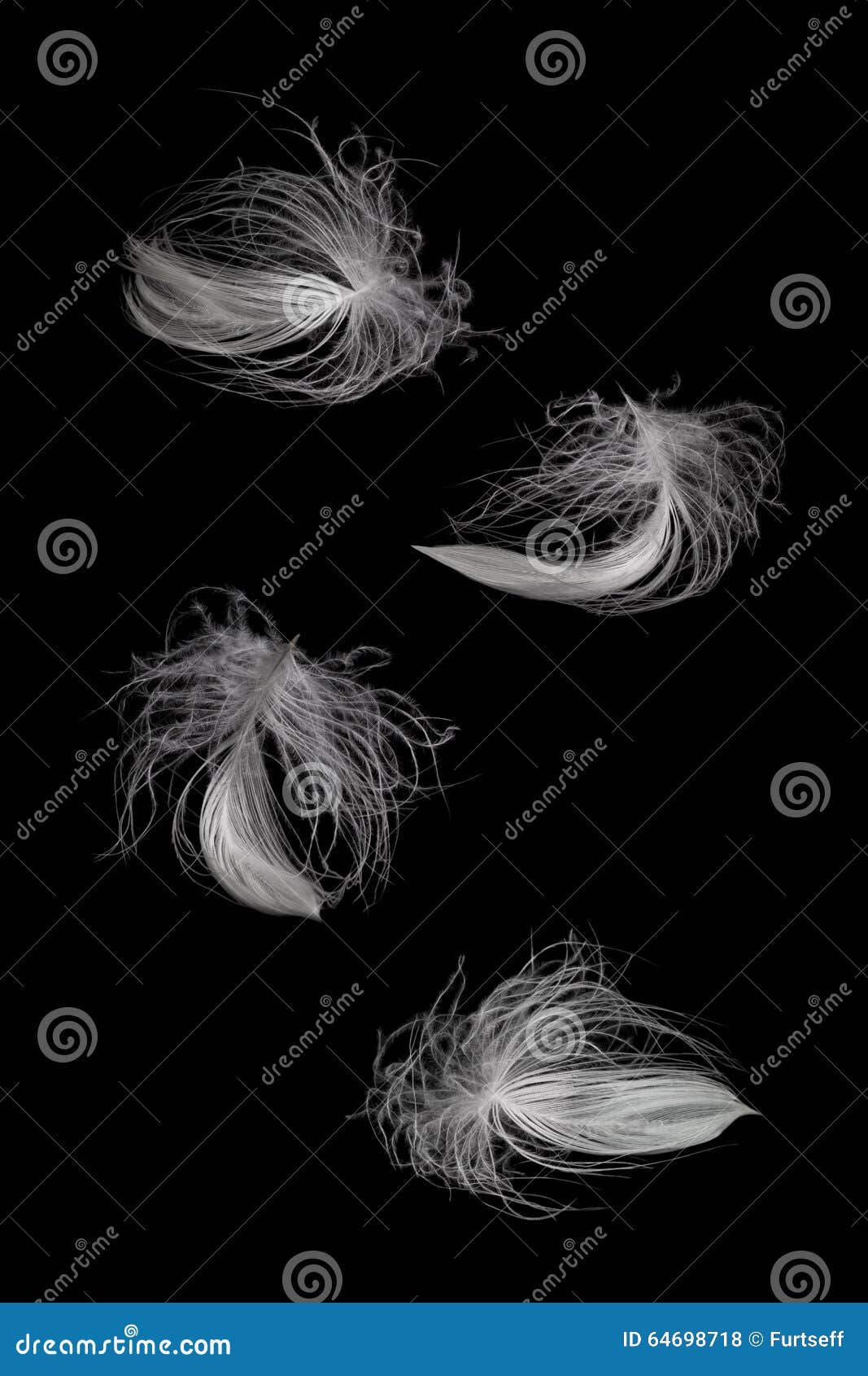 Feather in Different Angles Stock Photo - Image of curve, shape: 64698718