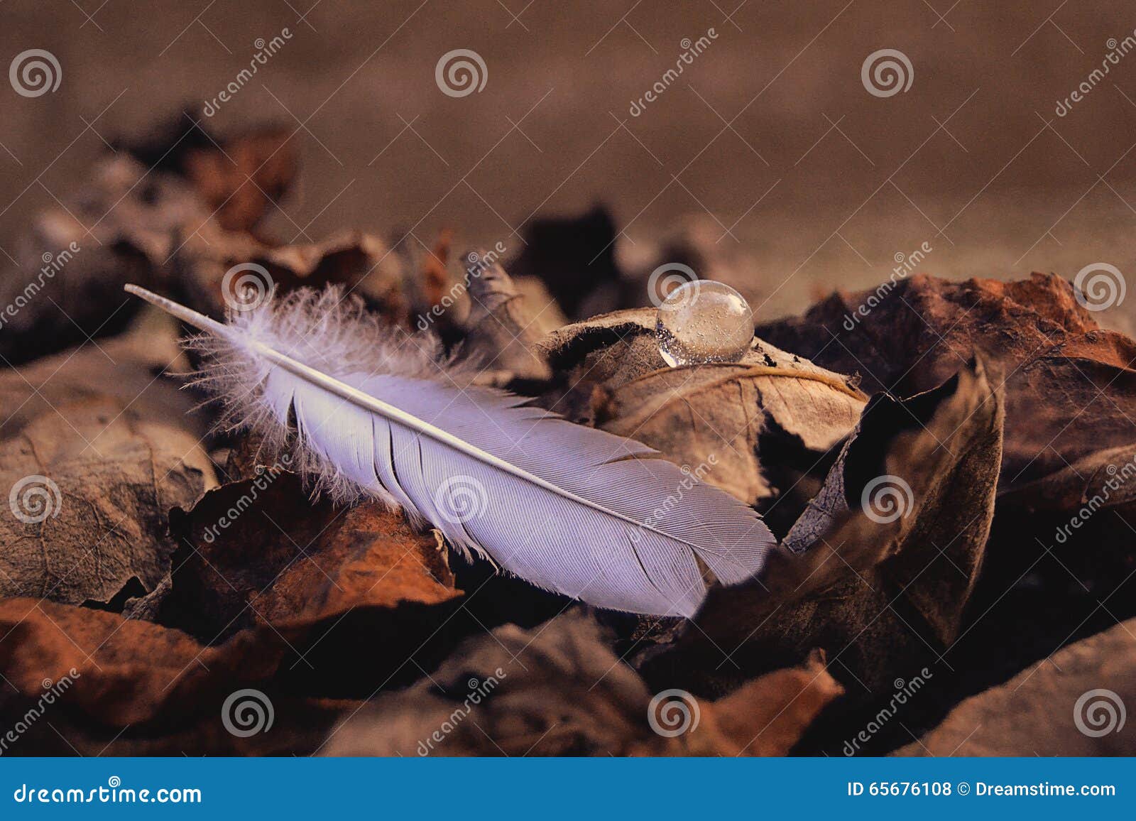 Feather Drop stock photo. Image of drop, umbrella, fall - 65676108