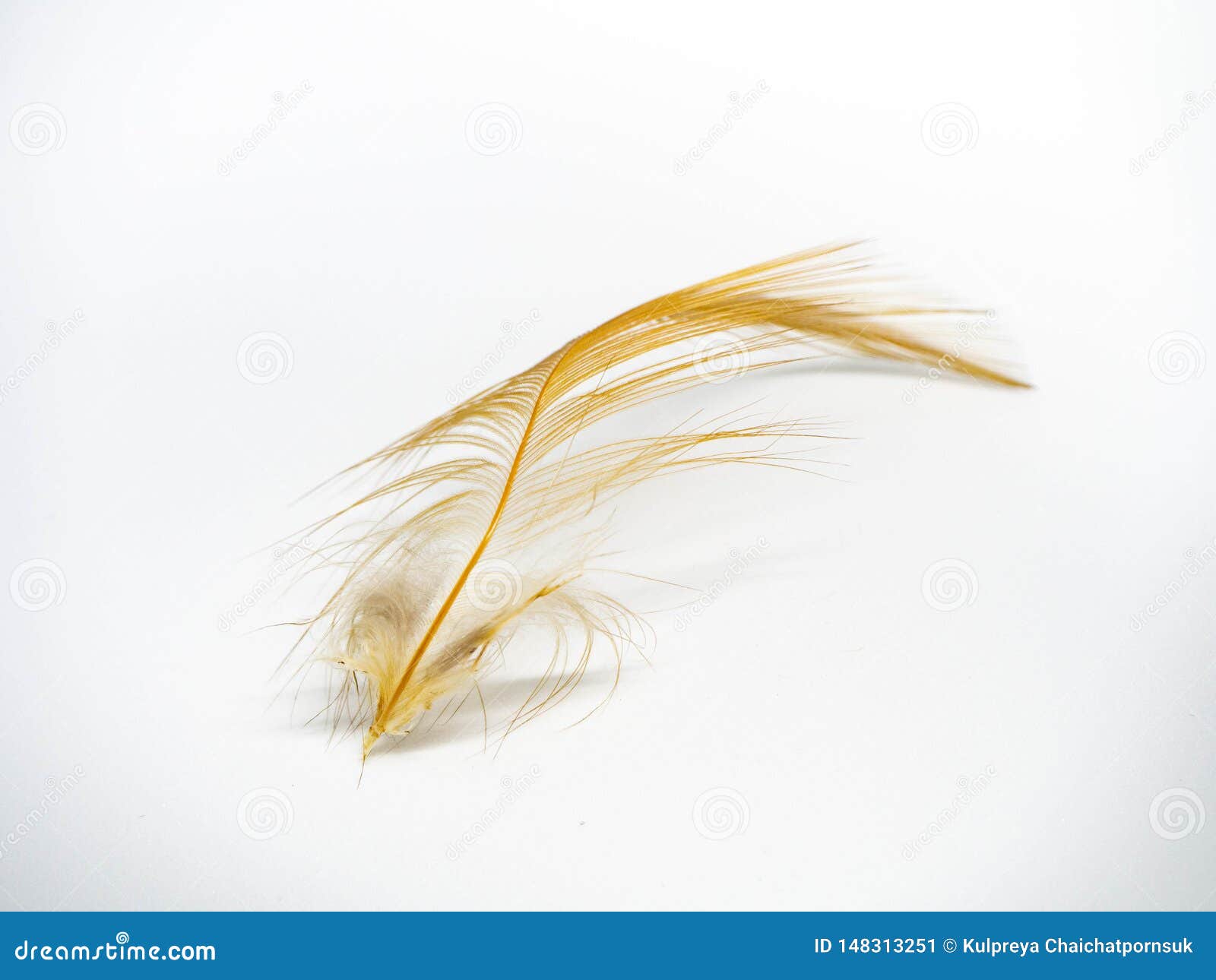 Feather Duster Isolate on White Background Stock Illustration ...