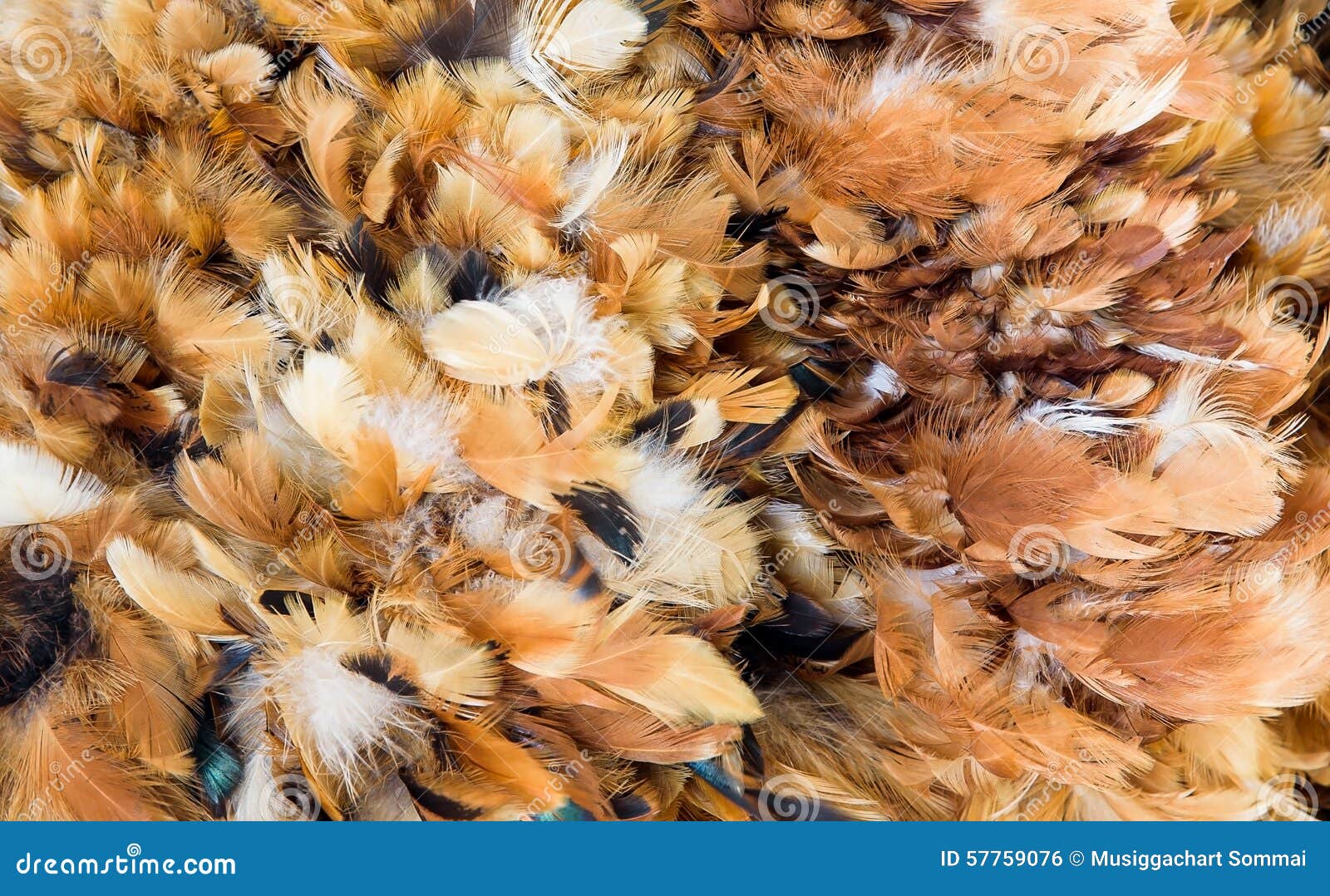 Feather Duster stock photo. Image of handle, home, domestic - 57759076