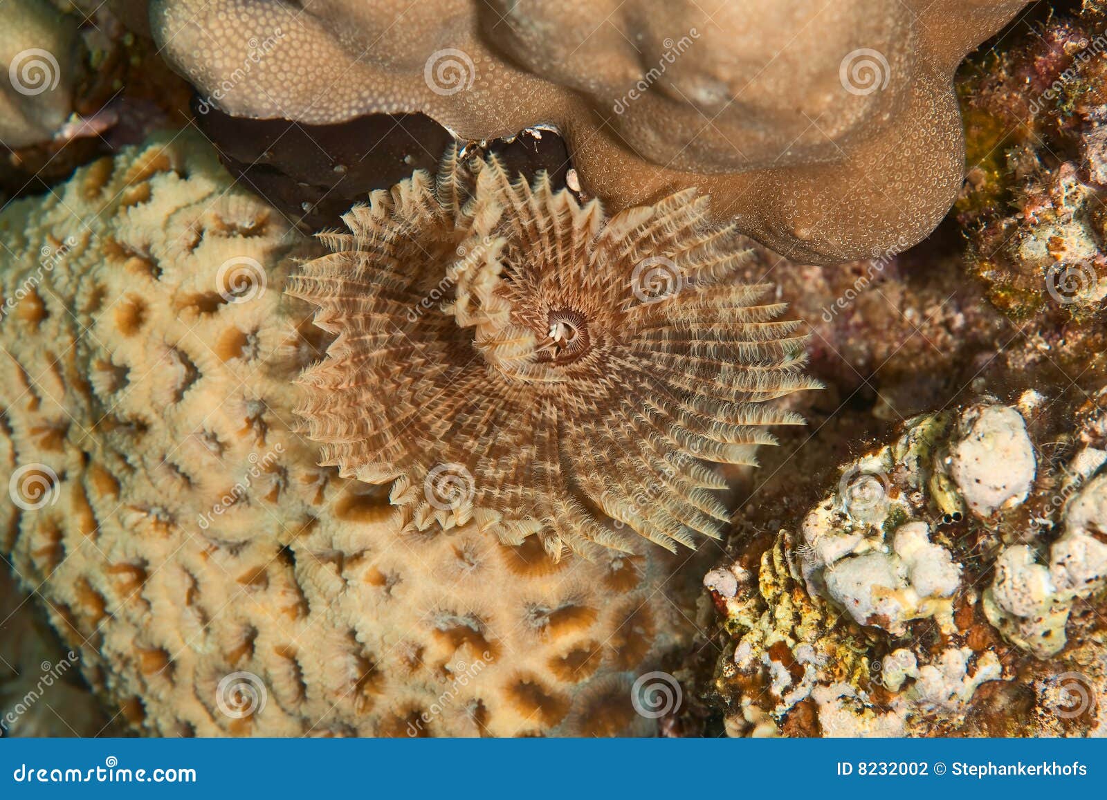 Feather duster worm stock photo. Image of ocean, light - 8232002