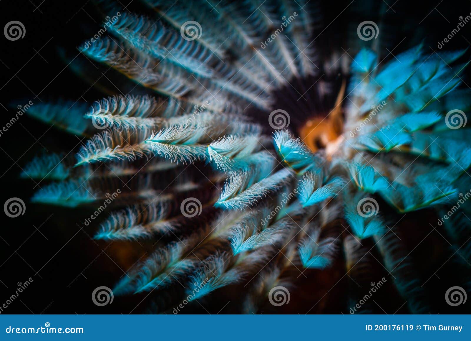 Feather Duster Worm on Caribbean Reefs Stock Image - Image of macro ...