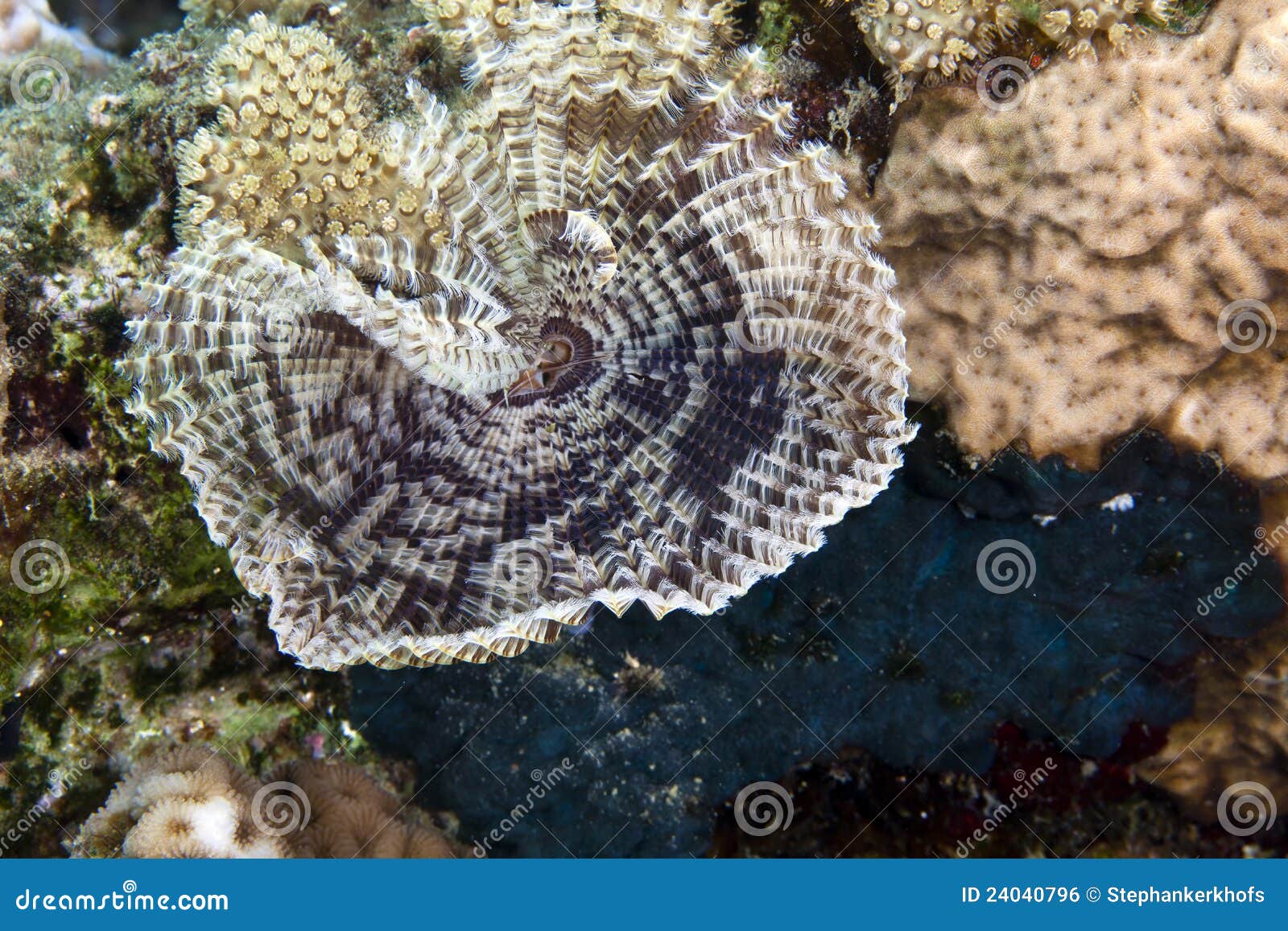 Feather Duster Worm in the Red Sea. Stock Photo - Image of duster ...