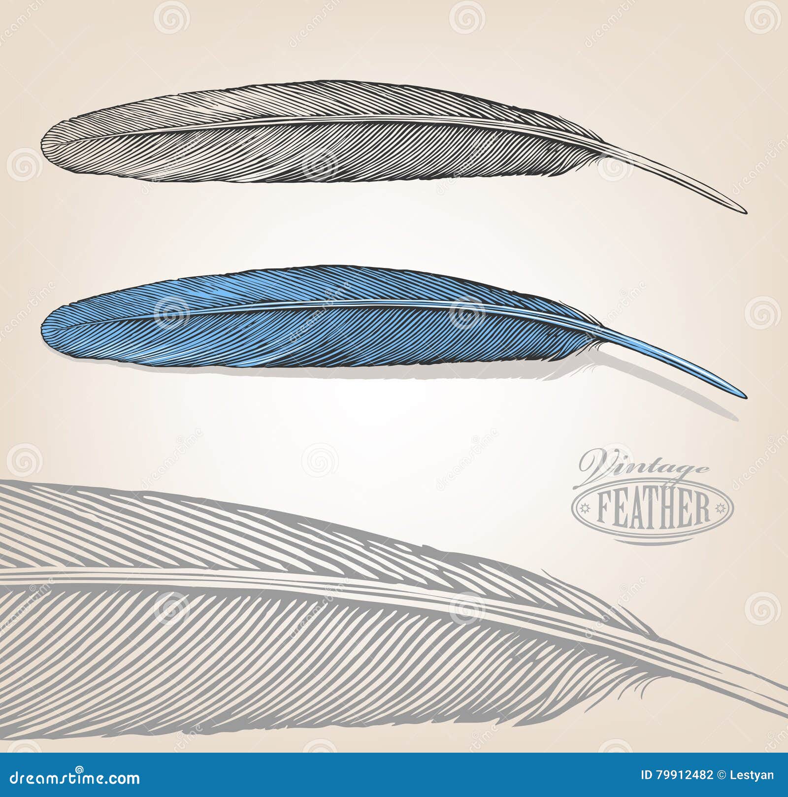 Feather in engraving style stock vector. Illustration of decor - 79912482