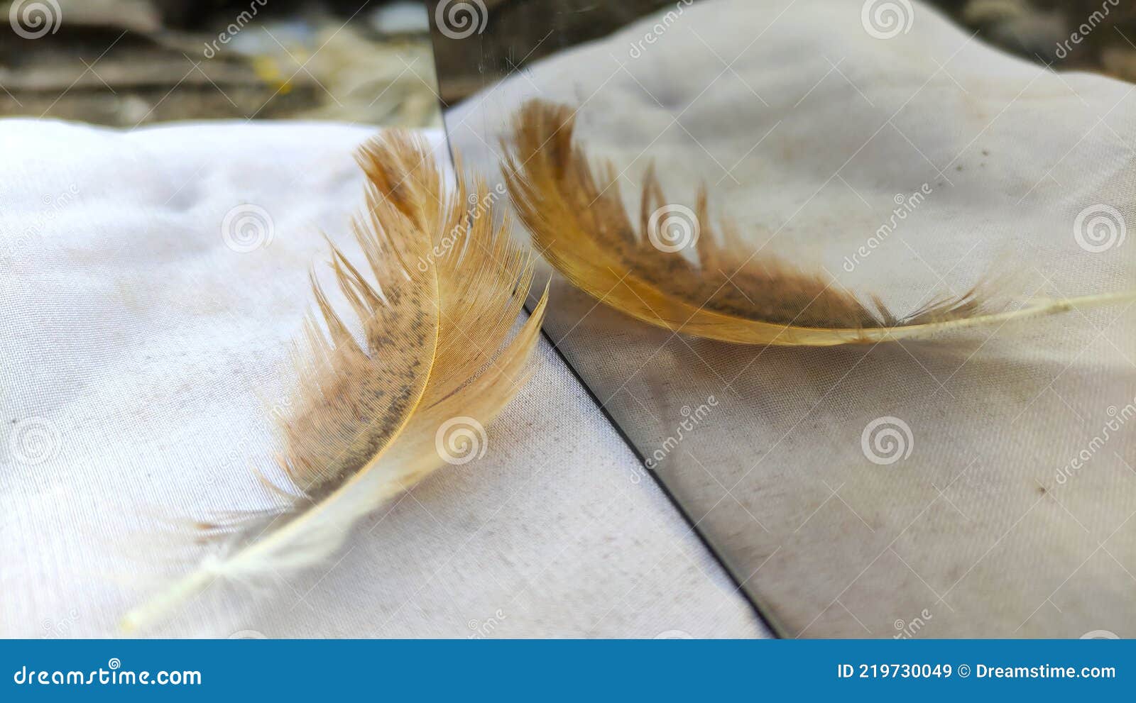 Feather is an Epidermal Structure that Forms the Outer Covering, in ...