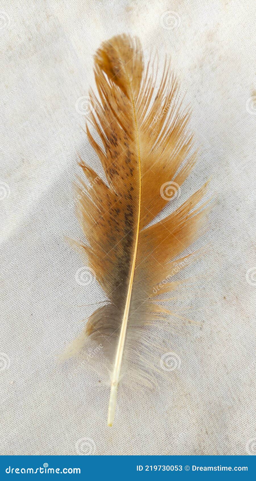 Feather is an Epidermal Structure that Forms the Outer Covering, in ...