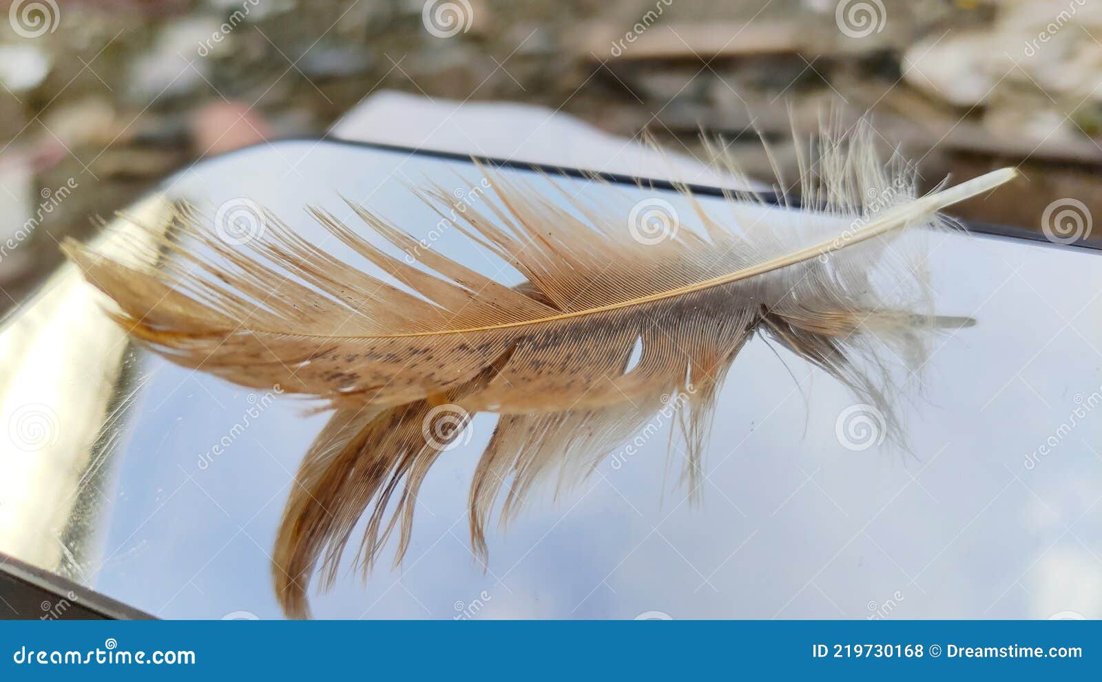 Feather is an Epidermal Structure that Forms the Outer Covering, in ...