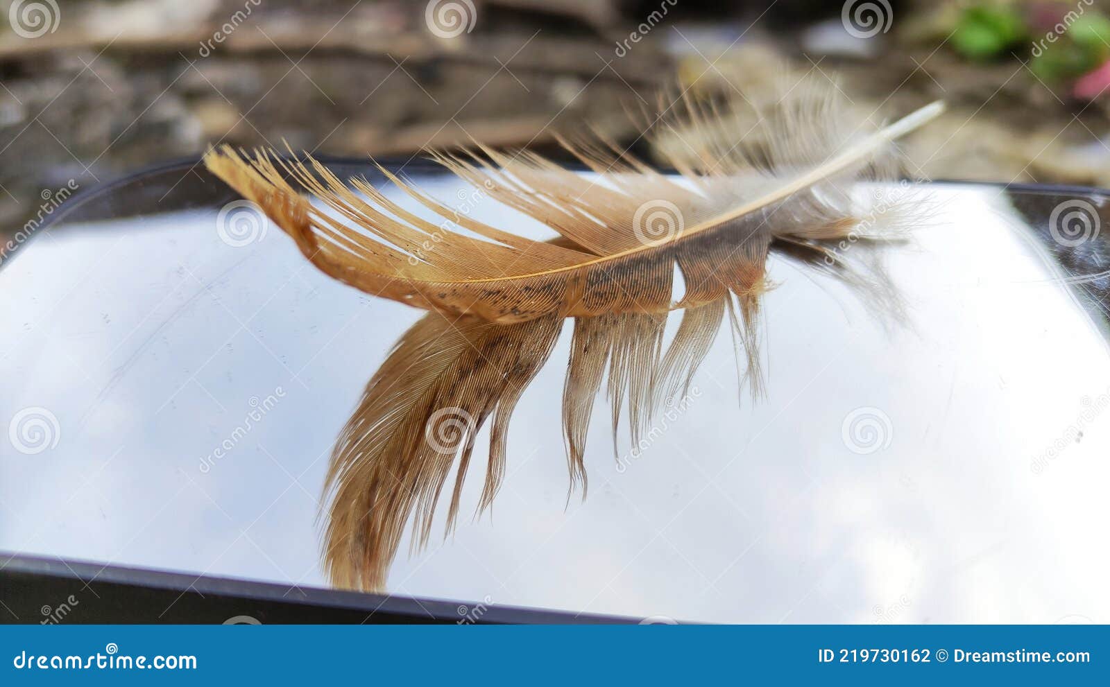 Feather is an Epidermal Structure that Forms the Outer Covering, in ...