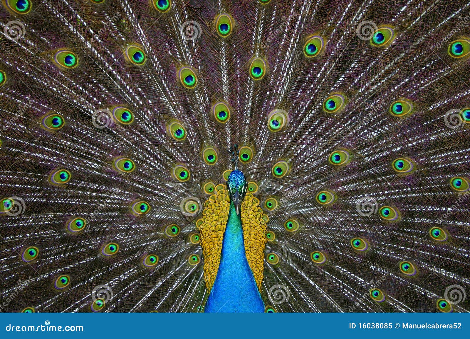 Feather Explotion stock image. Image of wing, animal - 16038085