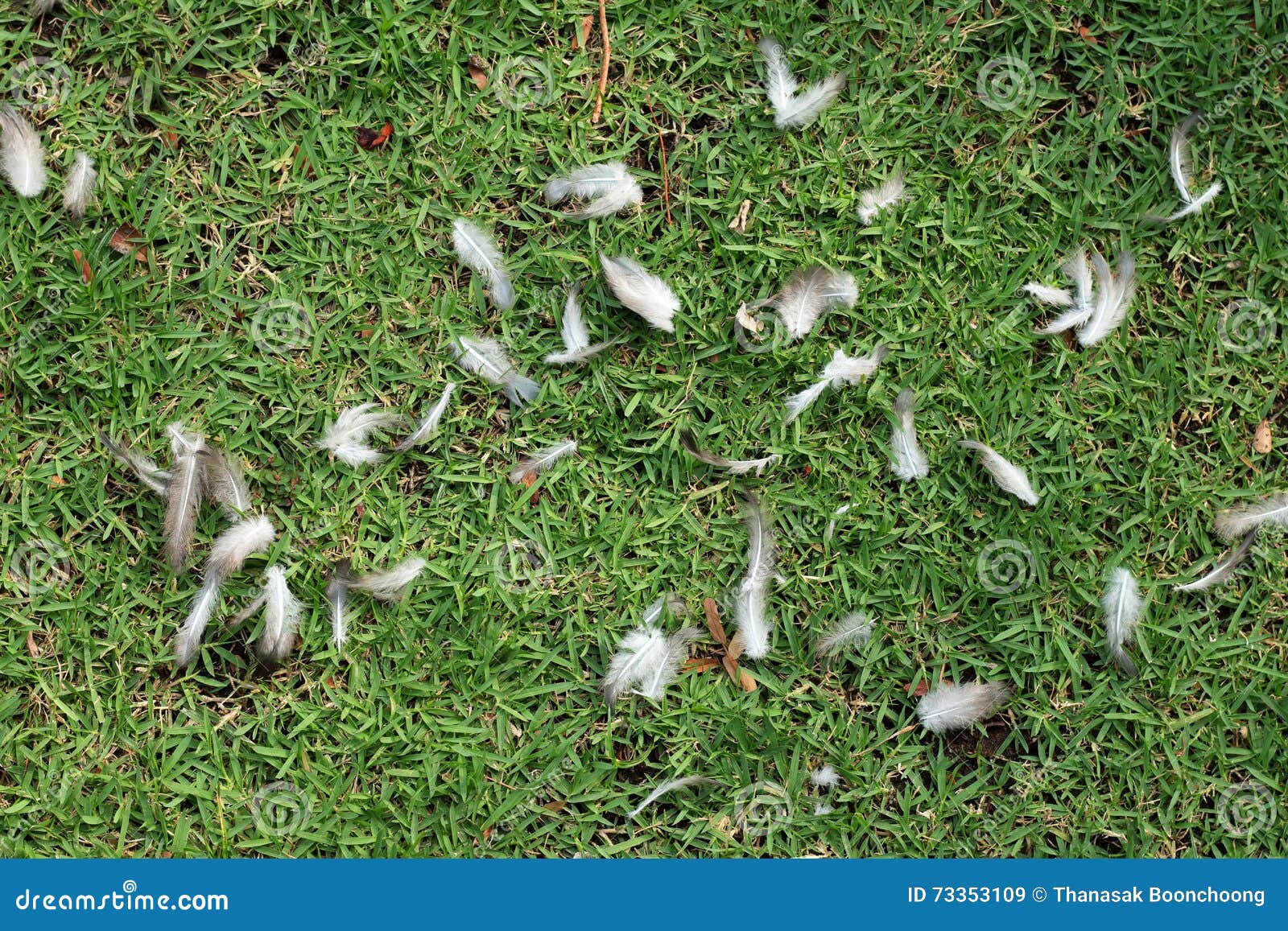 Feather fall on grass stock image. Image of calm, tranquility - 73353109