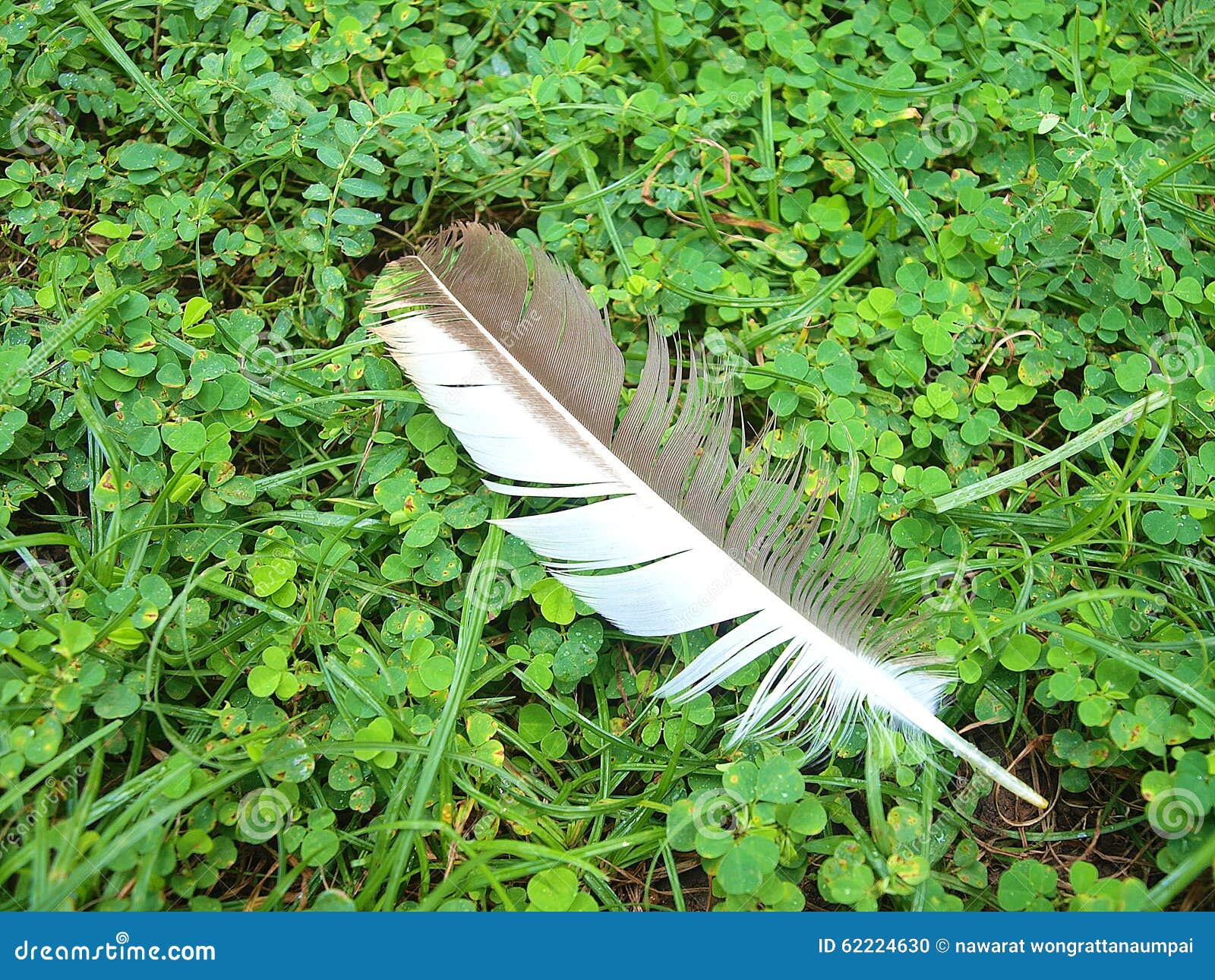 Feather Fall on Green Fresh Grass Stock Photo - Image of serenity ...