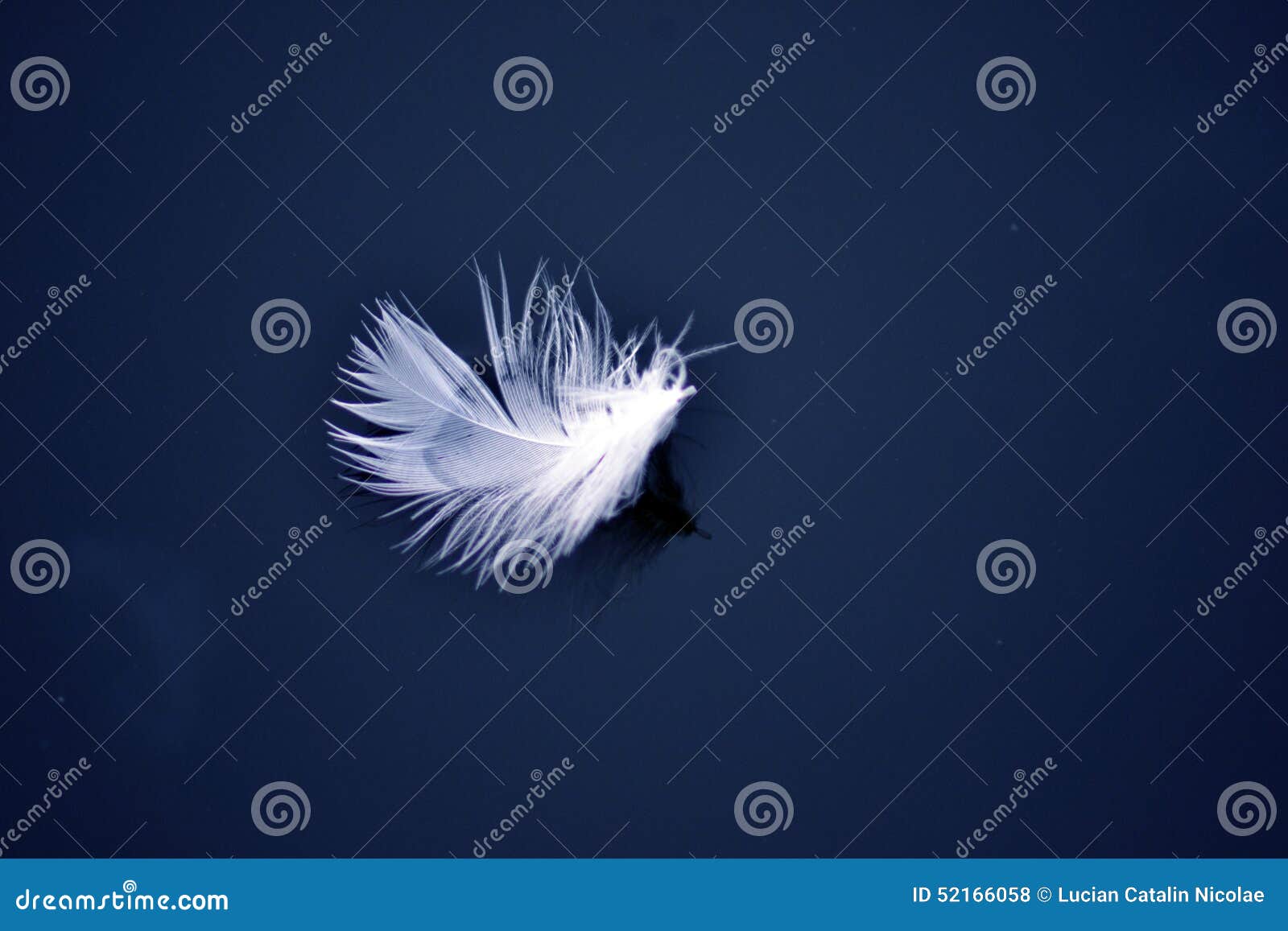 Feather stock photo. Image of beautiful, waves, black - 52166058