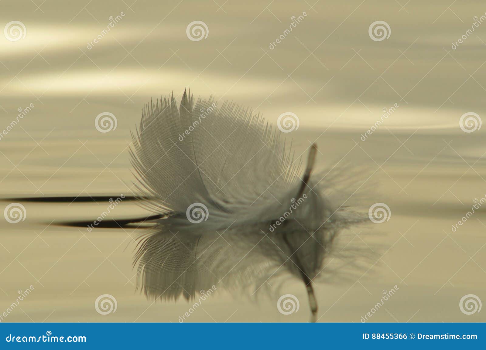 Feather stock photo. Image of floating, peace, water - 88455366