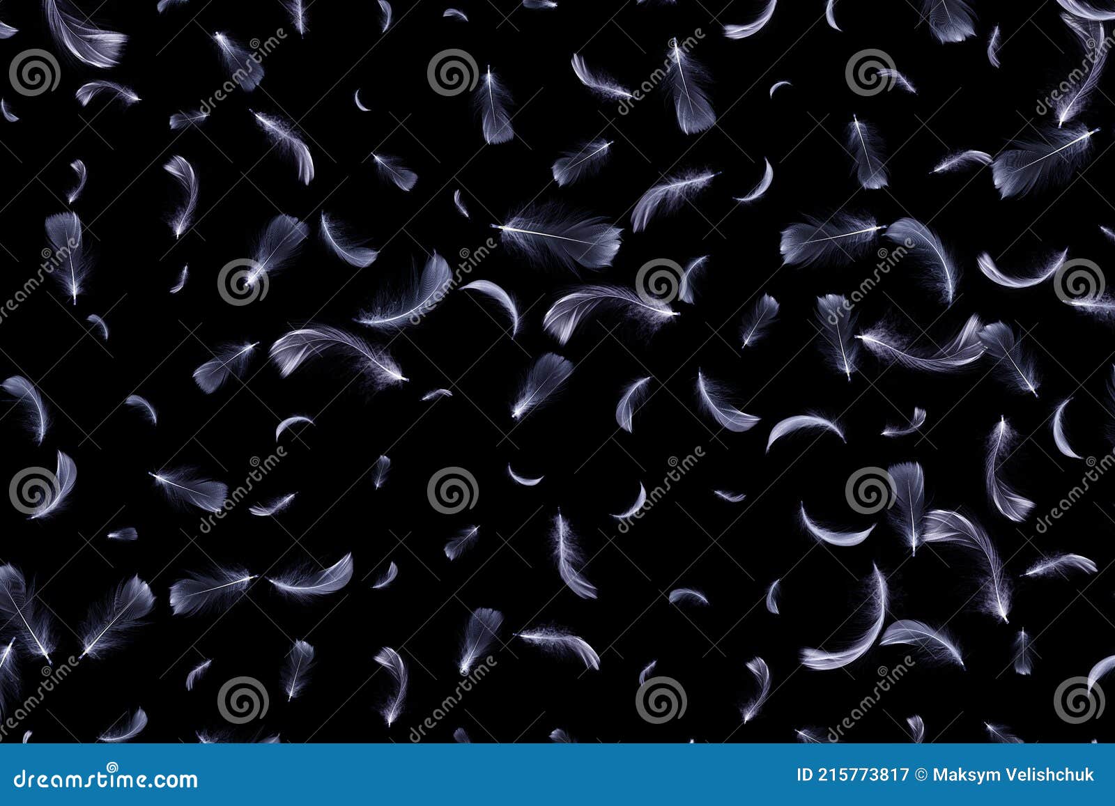 Feather Fly. Nature Abstract Bird Feather Texture Closeup Falling on ...