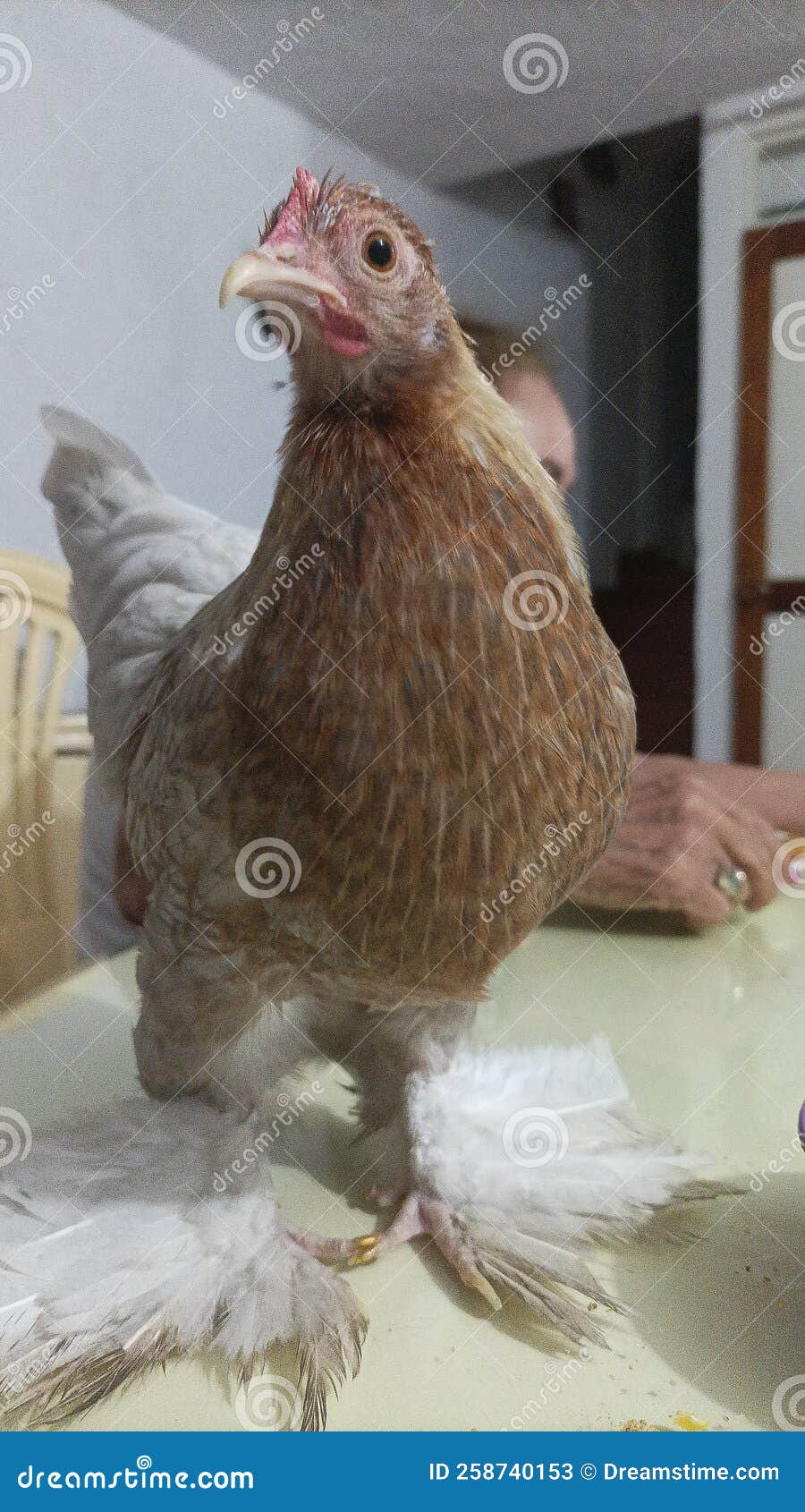 Feather footed hen stock image. Image of beautiful, animals - 258740153
