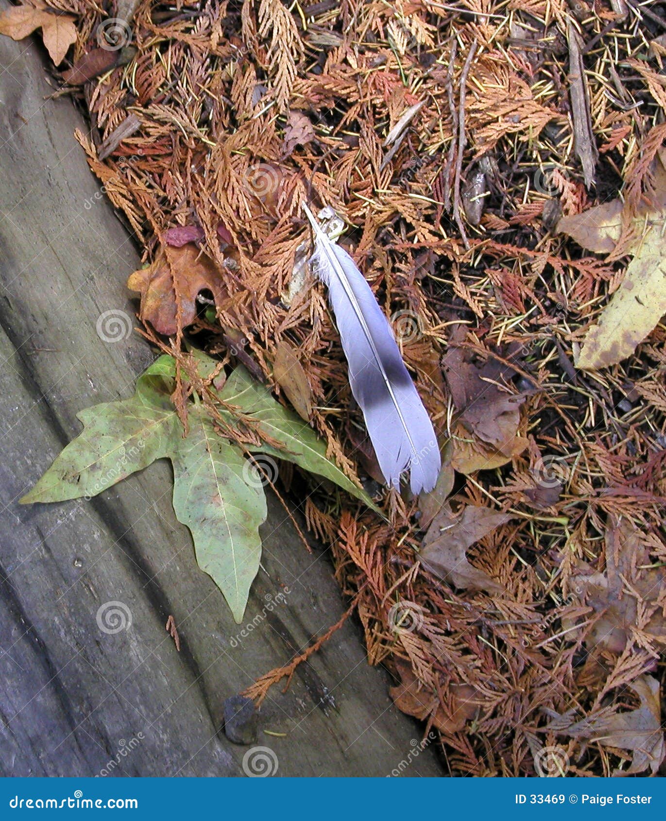Feather In The Forest Picture. Image: 33469