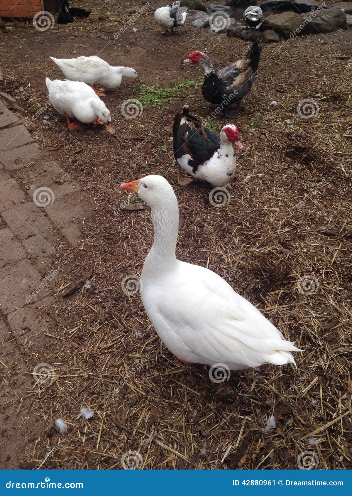 Feather Friends stock image. Image of feather, turkeys - 42880961