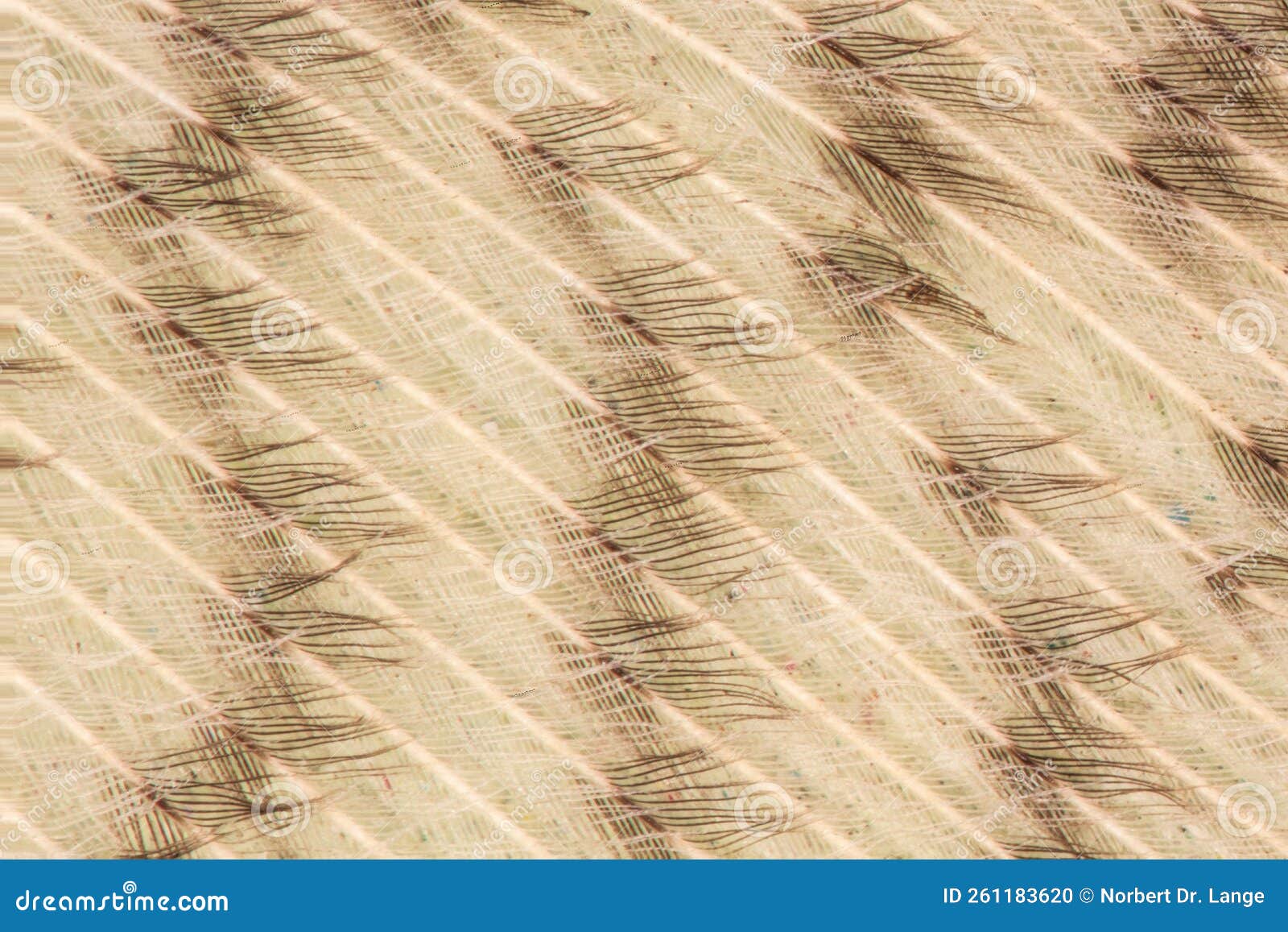 Feather of a goose stock photo. Image of quill, structure - 261183620