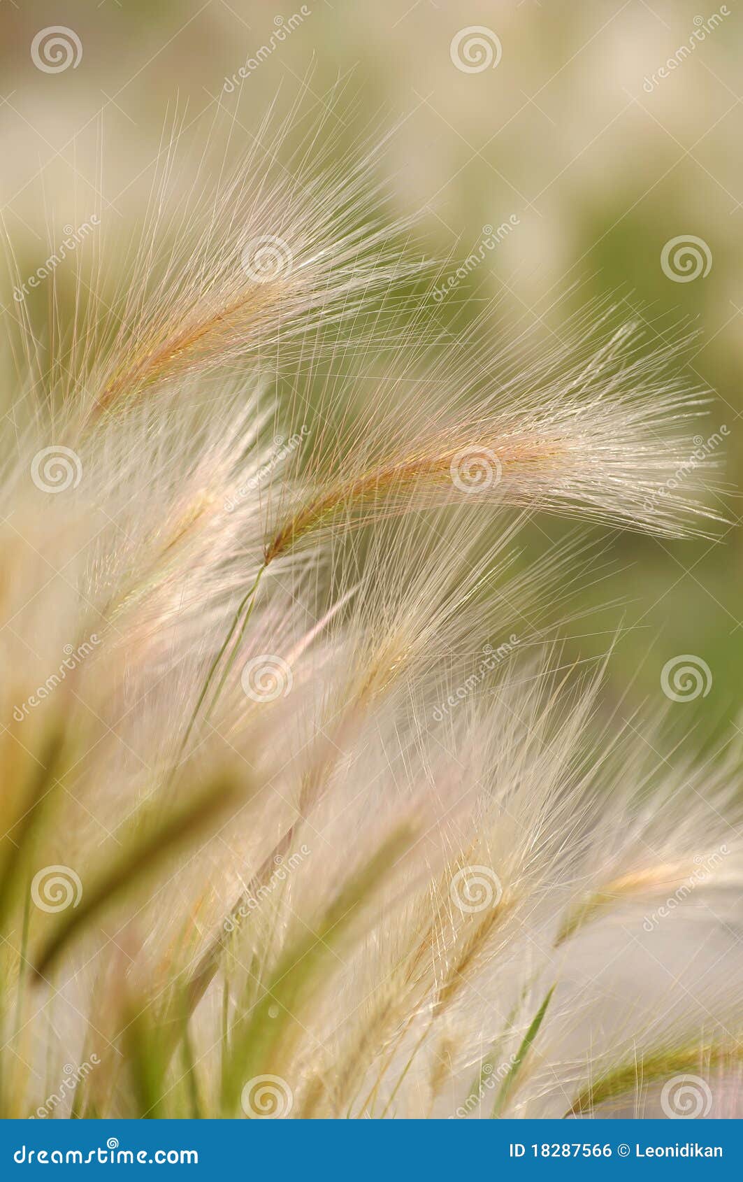 Feather-grass stock photo. Image of grow, green, texture - 18287566