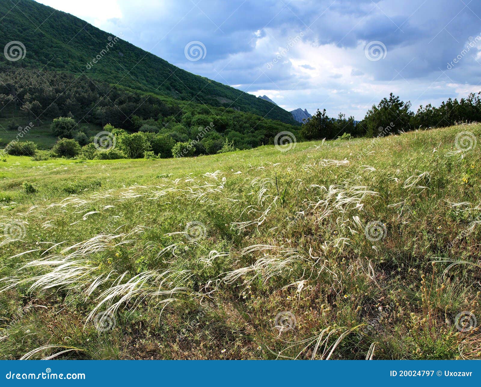 Feather-grass stock image. Image of volcano, alpine, rural - 20024797