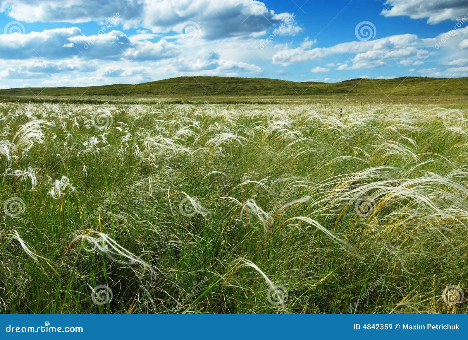 Feather-grass stock image. Image of growth, haying, landscape - 4842359