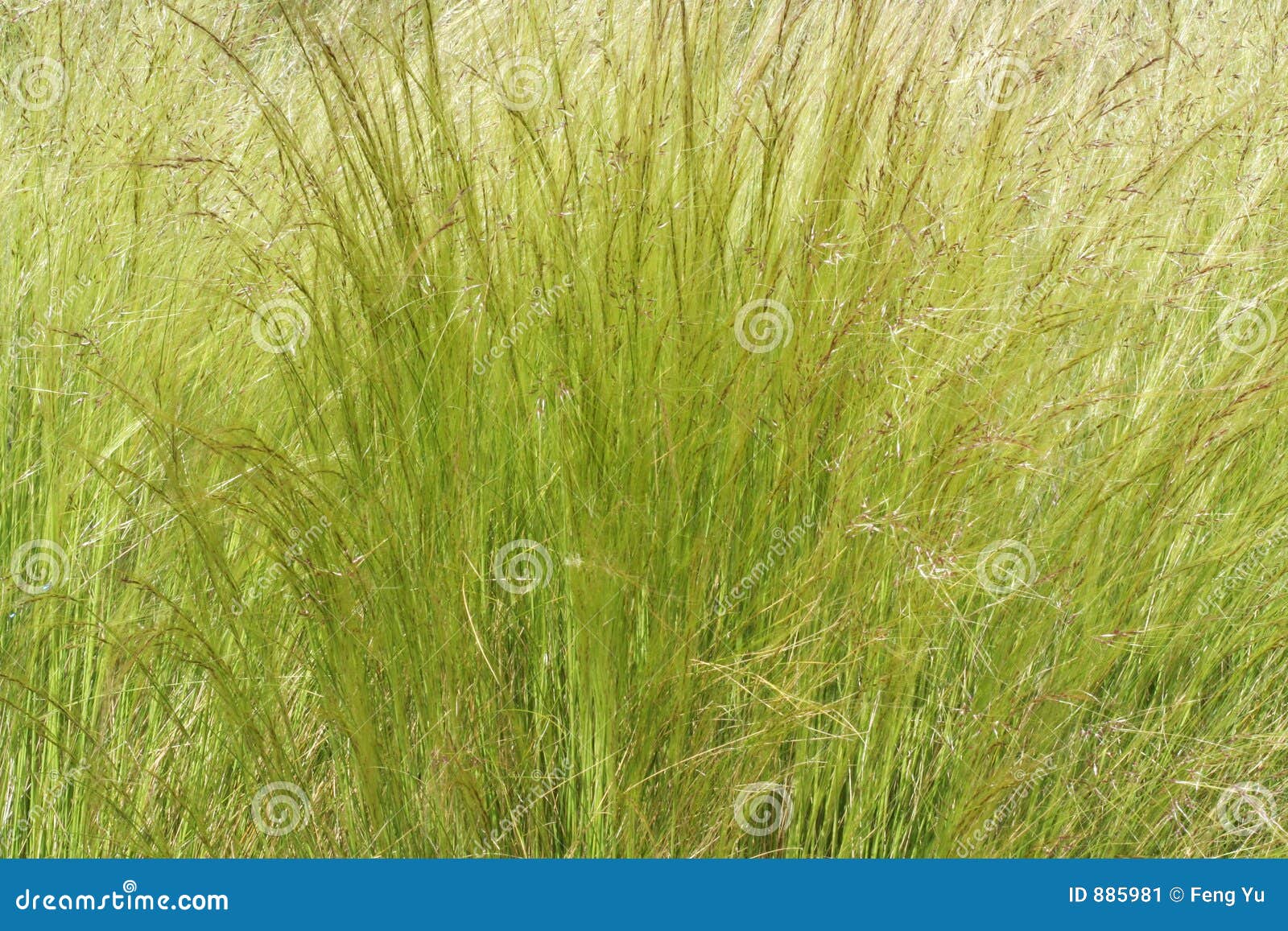 Feather grass stock image. Image of plant, macro, structure - 885981